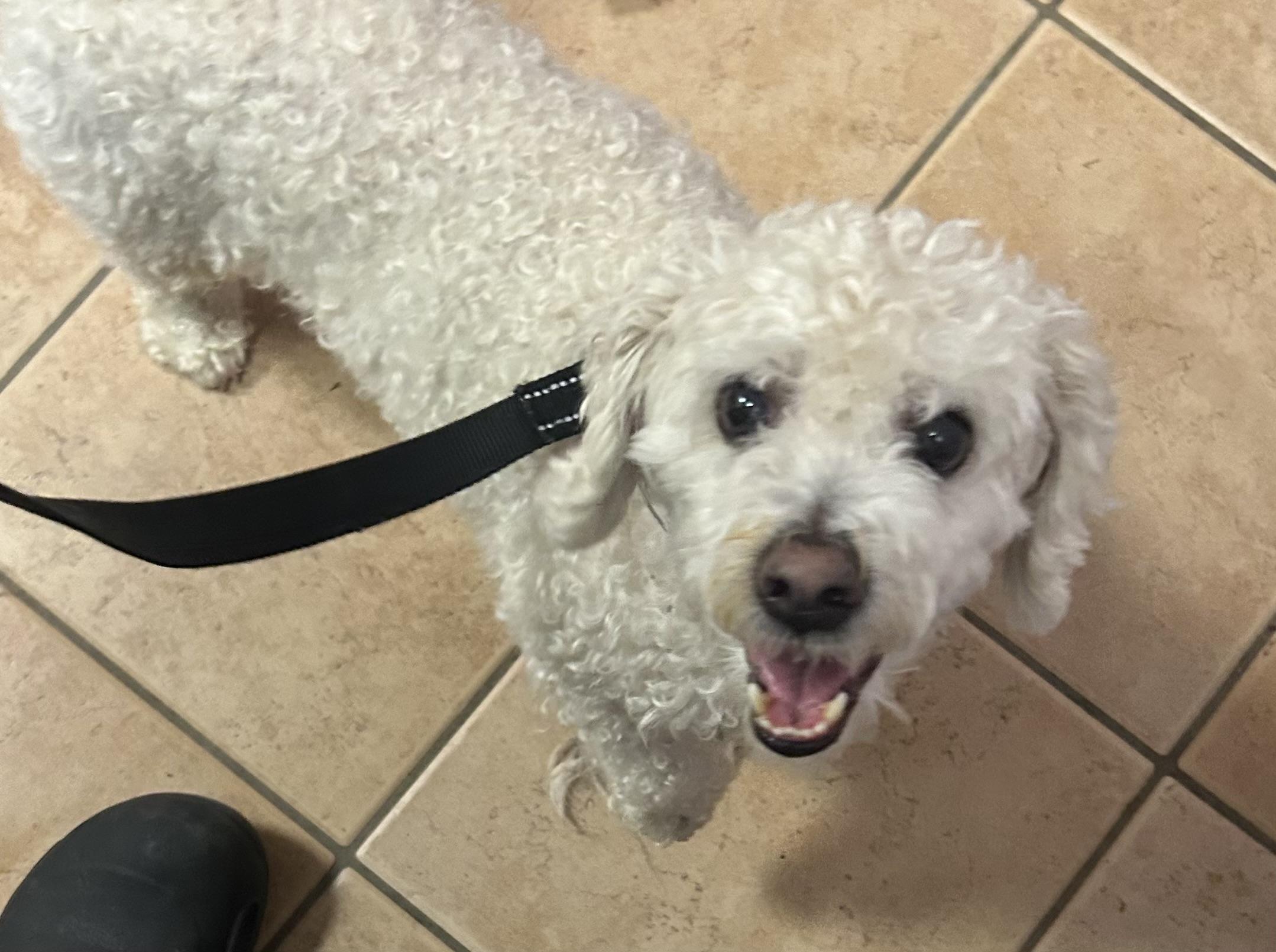 Dog for adoption - Quasi, a Miniature Poodle & Bichon Frise Mix in Oak ...