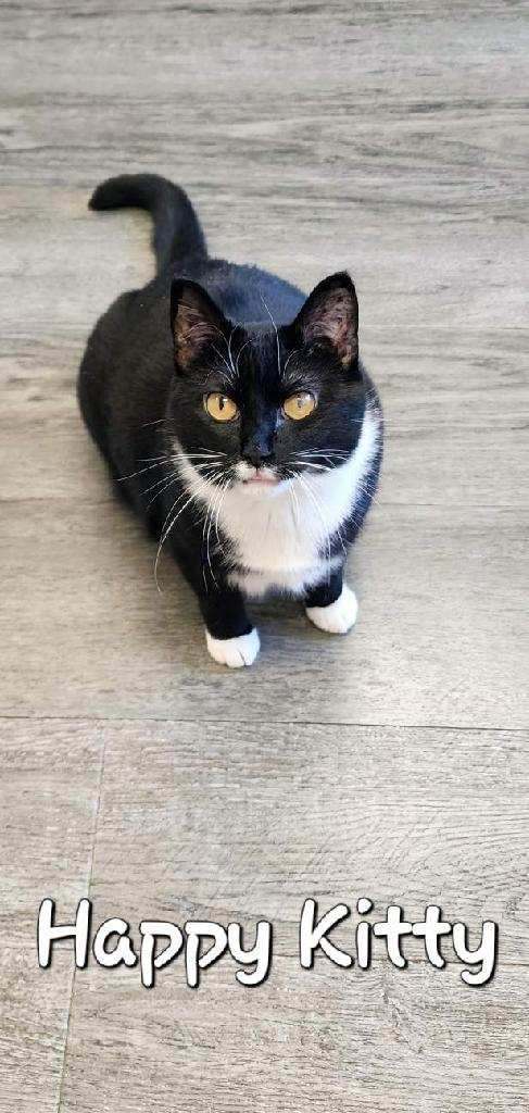 Cat for adoption - Happy Cat, a Domestic Short Hair in Hazleton, IA | Petfinder