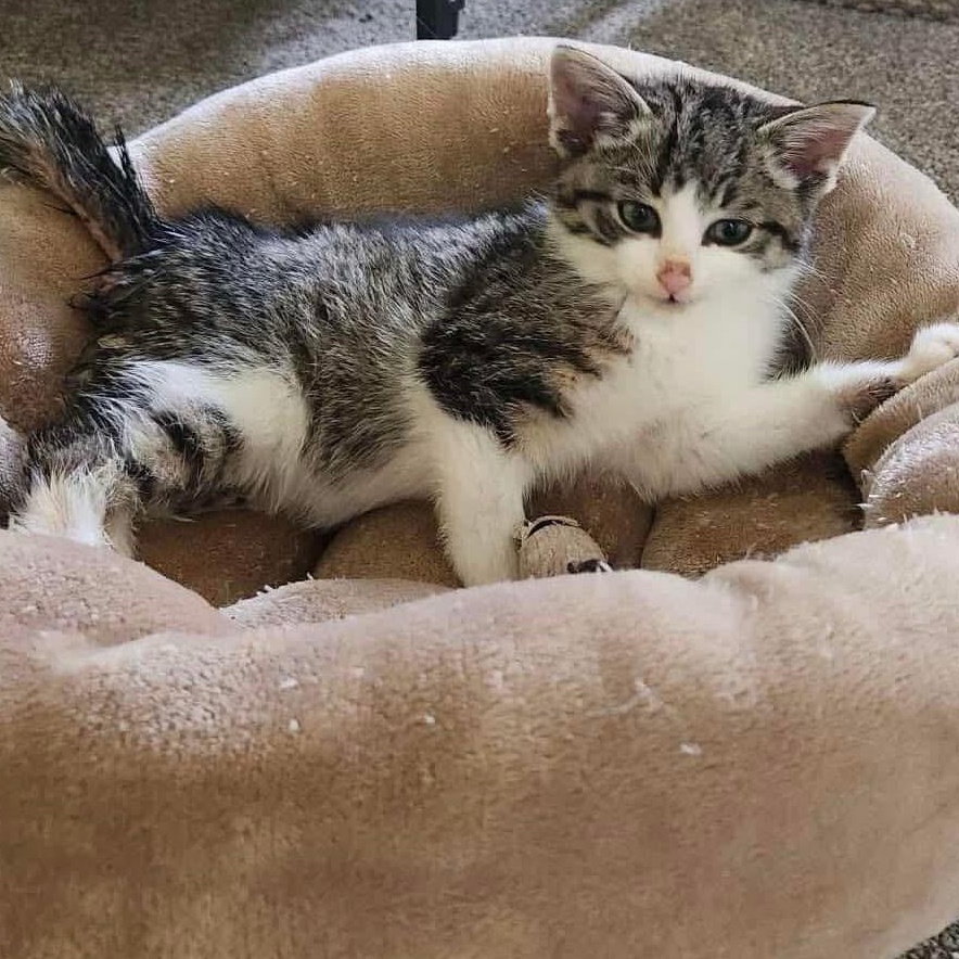 Cat for adoption - Koa, a Domestic Short Hair in Hamilton, ON | Petfinder