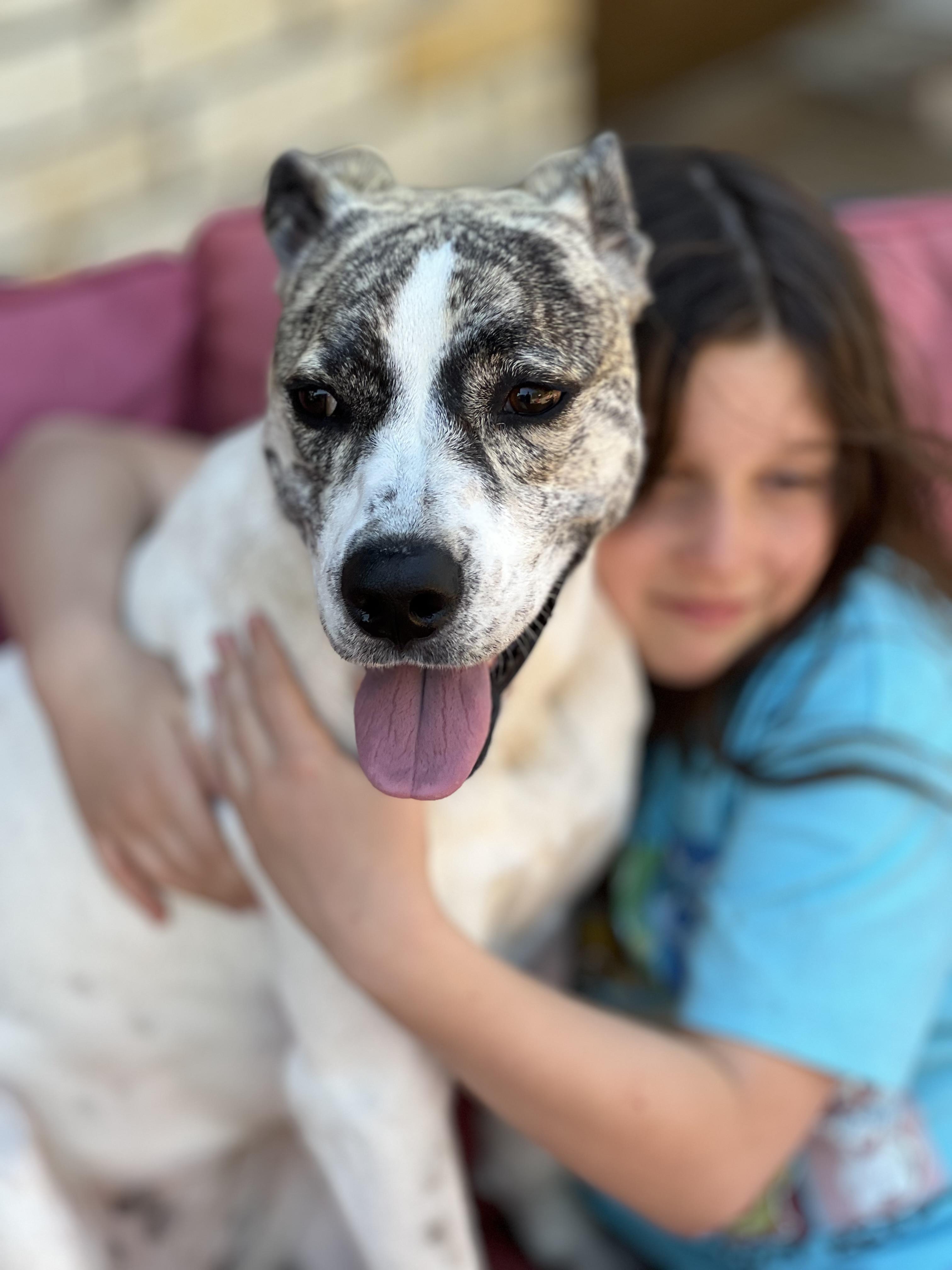 Dog for adoption - Greta, a Mixed Breed in Colleyville, TX | Petfinder