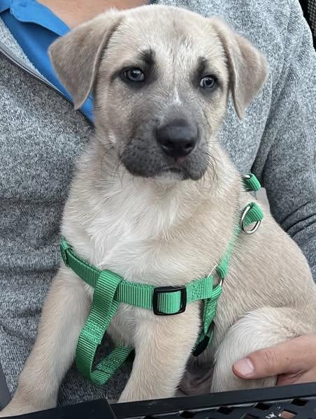 Dog for adoption - Boomer, a Labrador Retriever Mix in Portland, ME ...