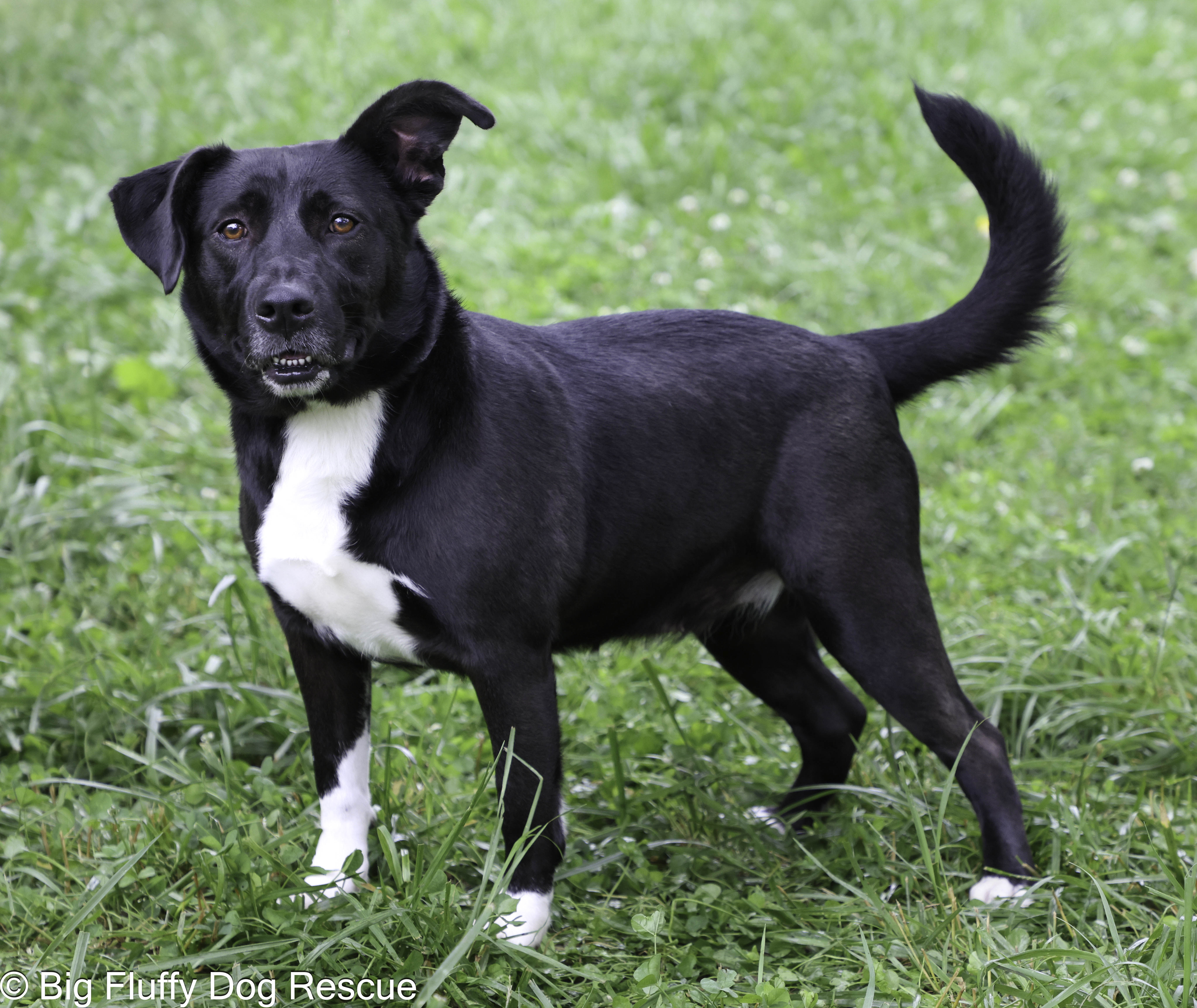 Dog for adoption - Cacia, a Black Labrador Retriever & Terrier Mix in ...