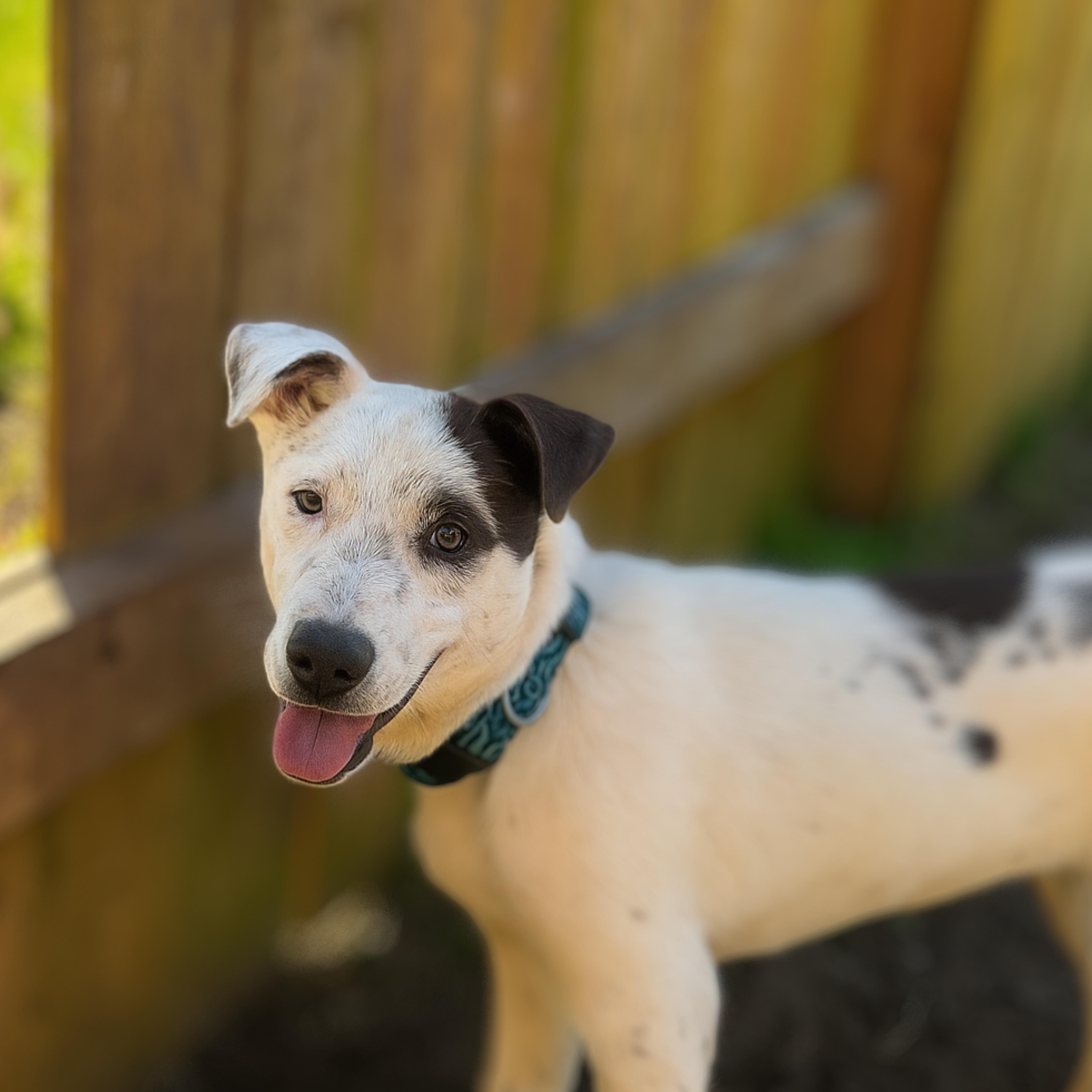 Dog for adoption - Winnie, a Cattle Dog Mix in Indianapolis, IN | Petfinder