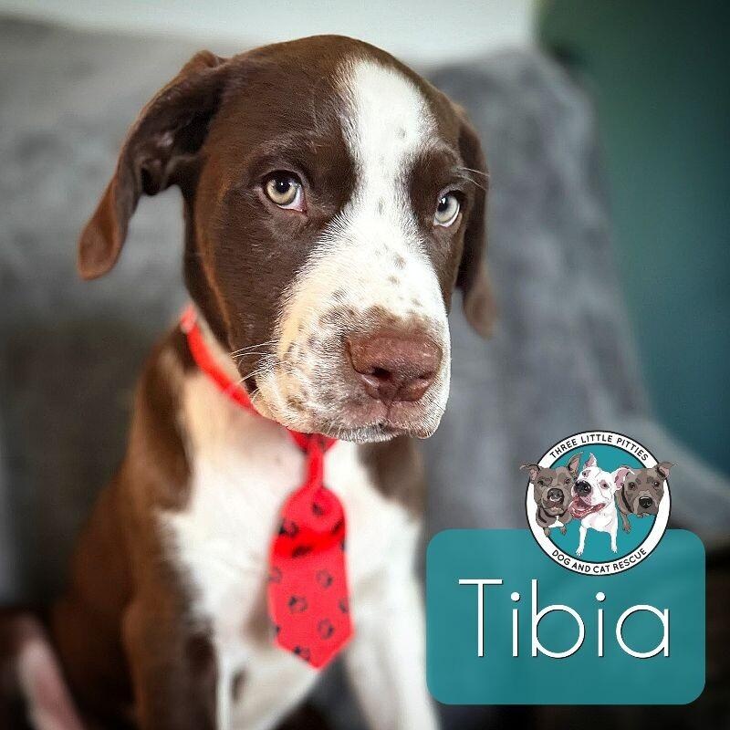 Dog for adoption - Tibia Bones, a Labrador Retriever & Catahoula ...