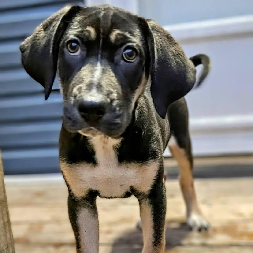 Dog for adoption - Sable, a Rottweiler & Catahoula Leopard Dog Mix in ...