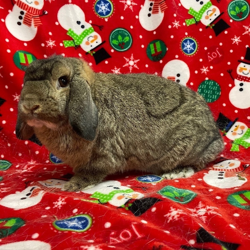 Rabbit for adoption - Veto, a Lop Eared in Indianapolis, IN | Petfinder
