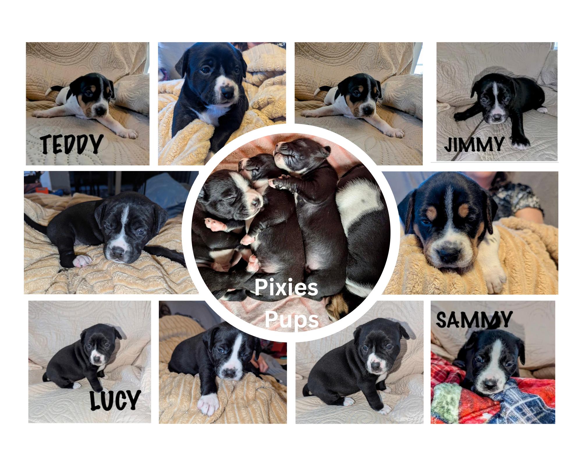 Dog for adoption - Pixie Pups, an English Pointer & Hound Mix in Mount ...
