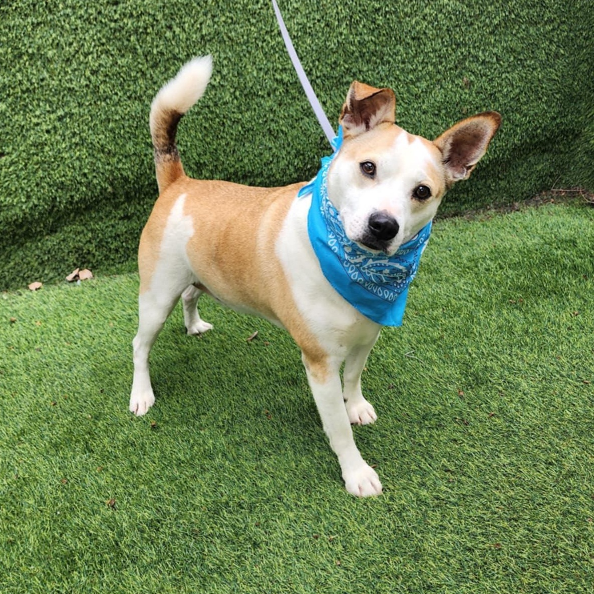 Dog for adoption - Stanley, a Beagle & Canaan Dog Mix in Durango, CO ...