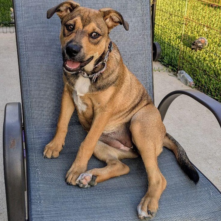 Dog for adoption - Becca Snugglecakes, a German Shepherd Dog & Labrador ...