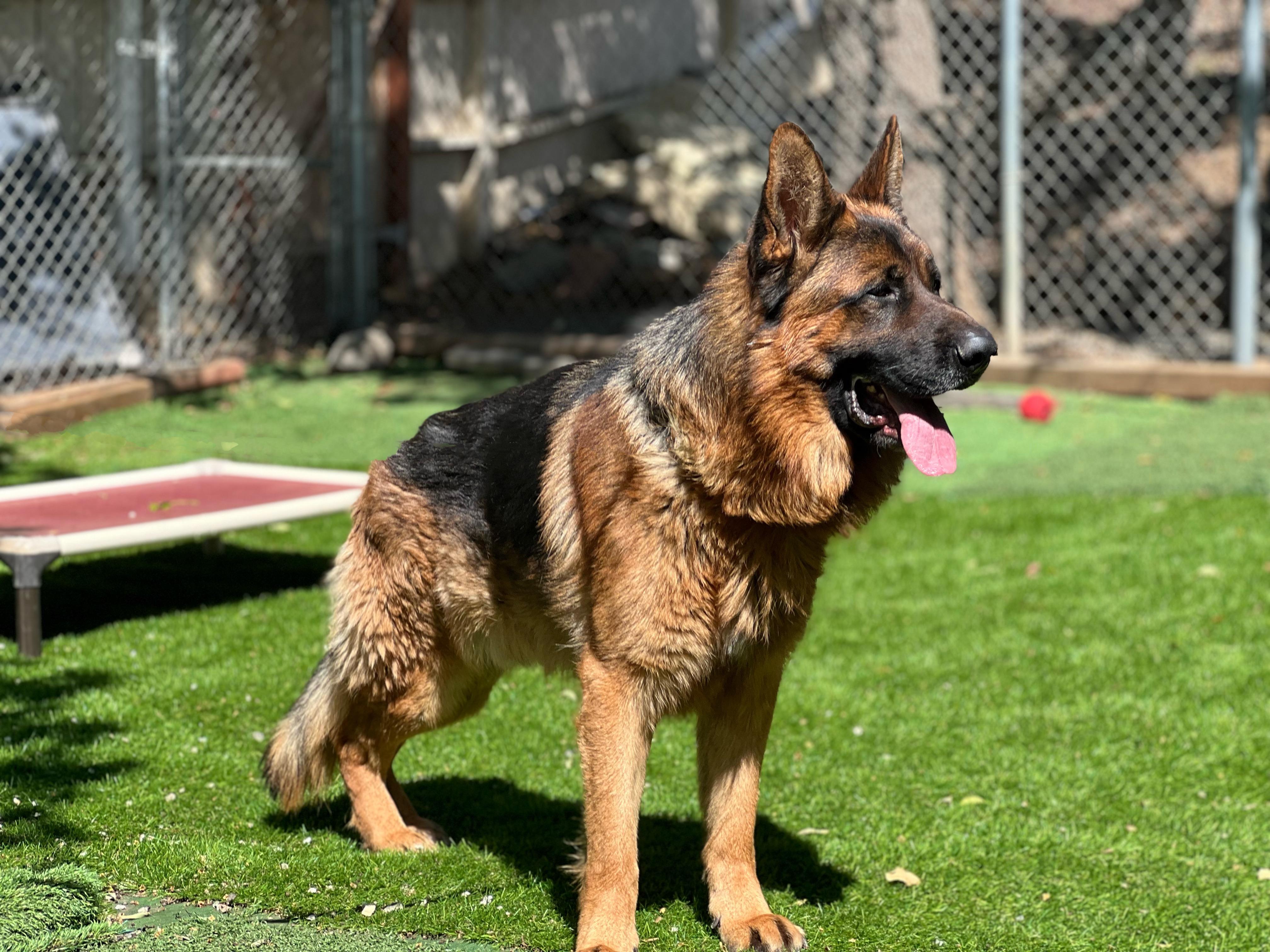 Dog for adoption - Hank, a German Shepherd Dog in San Diego, CA | Petfinder