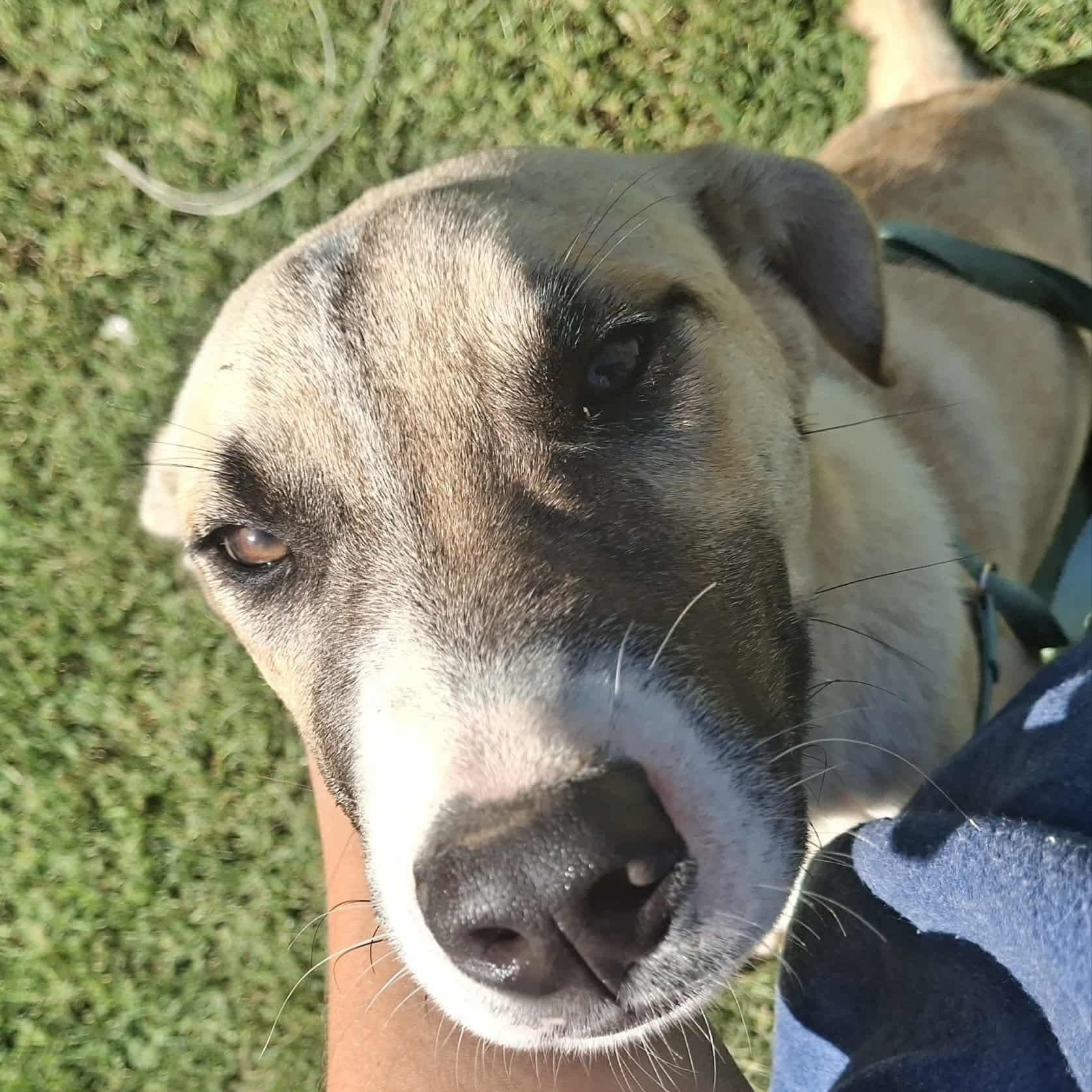 Dog for adoption - Cobbler, a Black Mouth Cur & Australian Shepherd Mix ...