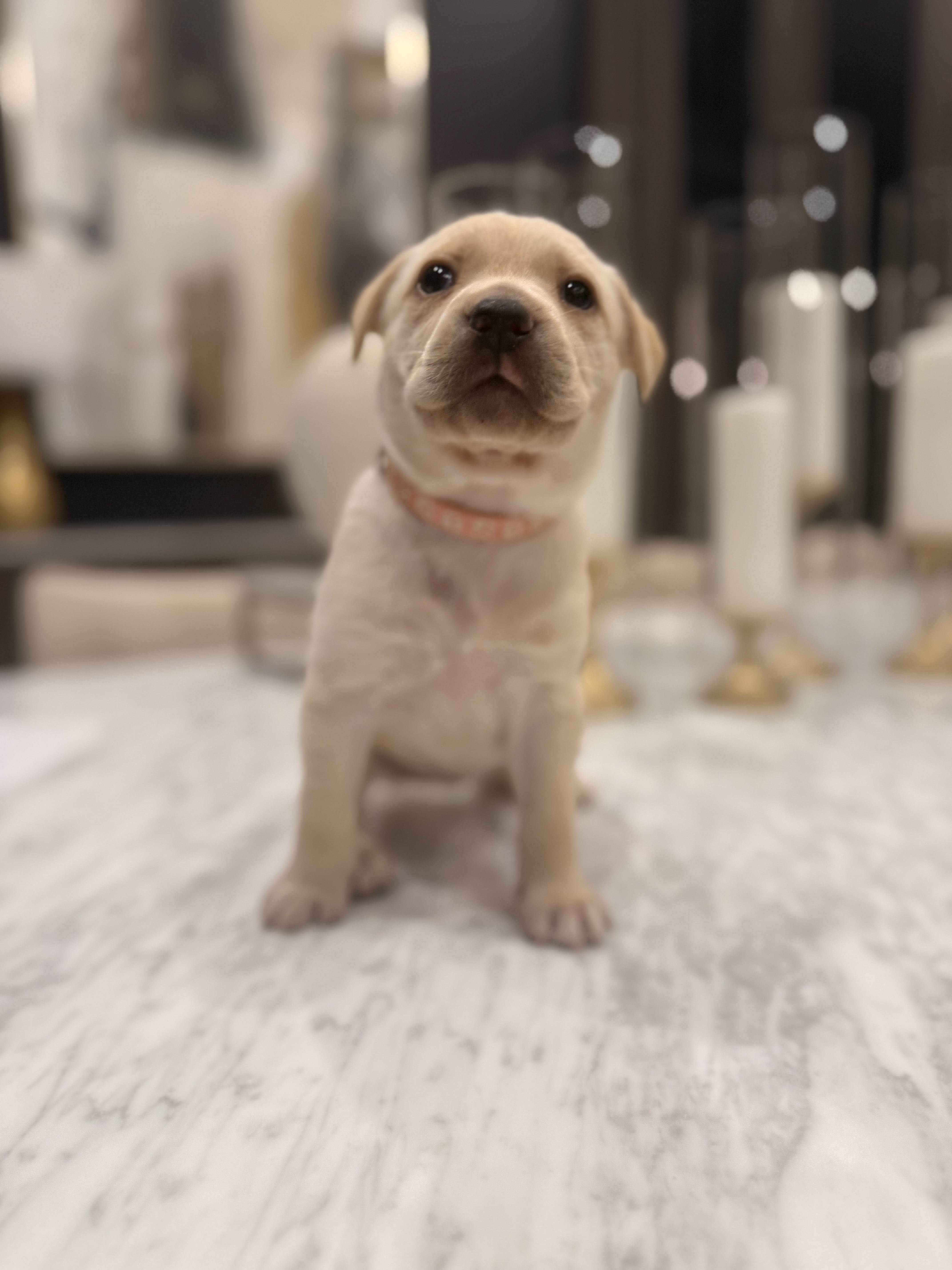 Dog for adoption - Abigail - Independence Day Litter, a Yellow Labrador ...