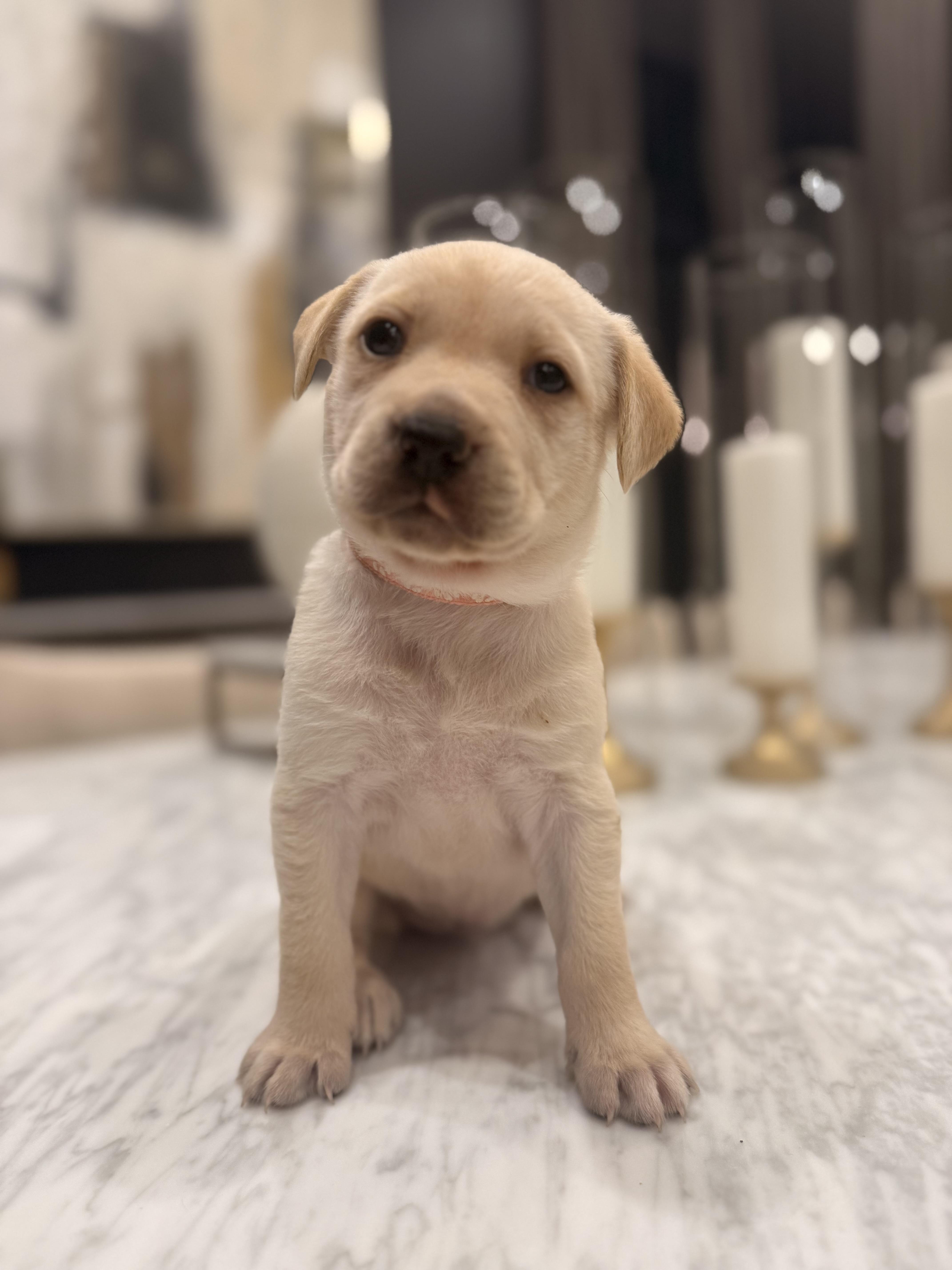 Dog for adoption - Abigail - Independence Day Litter, a Yellow Labrador ...