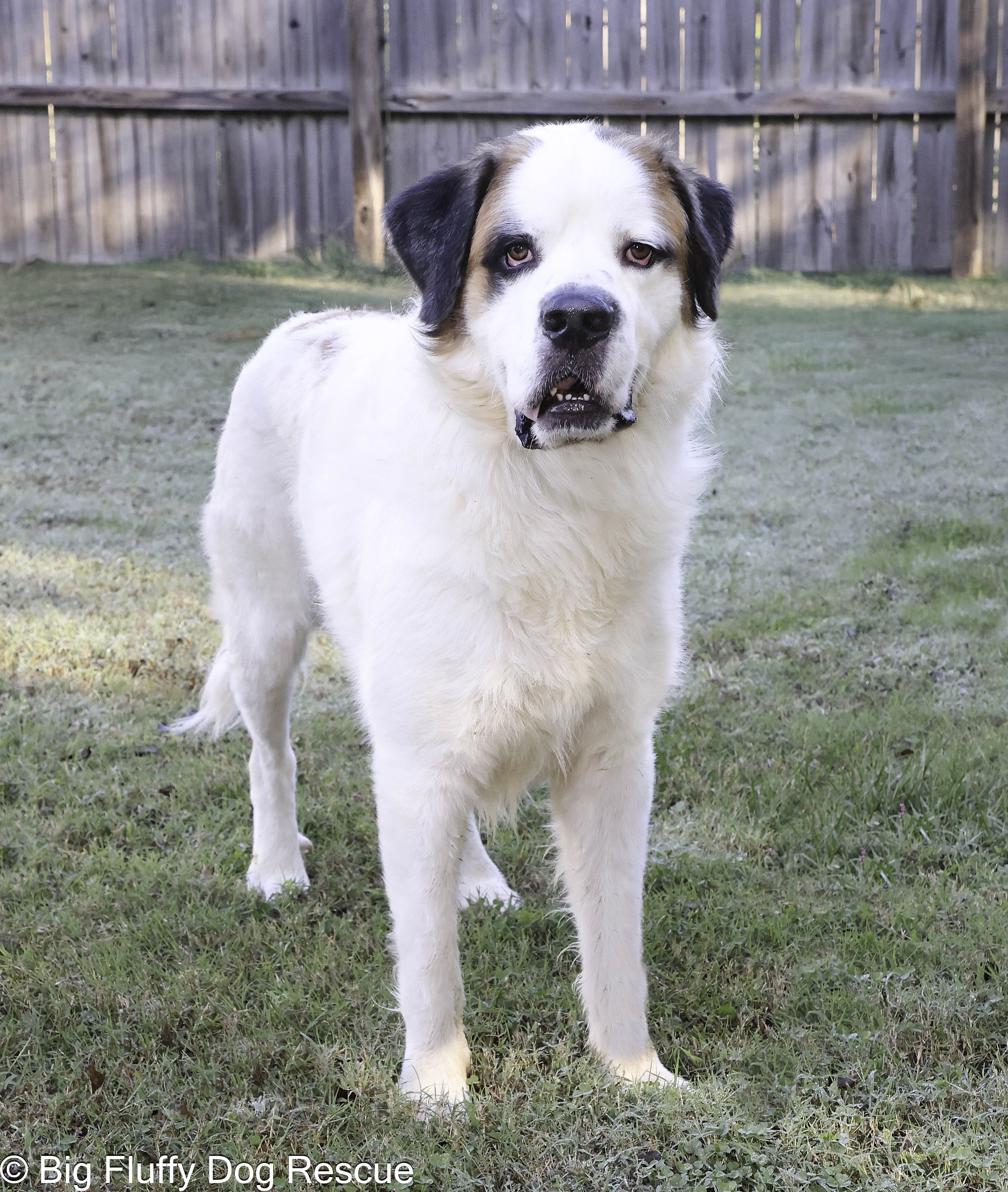 Dog for adoption DAX a Saint Bernard in East Windsor CT Petfinder