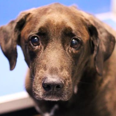 Dog for adoption - 25-00348 MILO, a Black Labrador Retriever Mix in ...