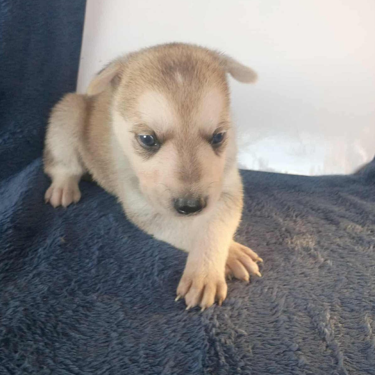 Dog for adoption - CARLISLE GS, a German Shepherd Dog Mix in Newark, DE ...