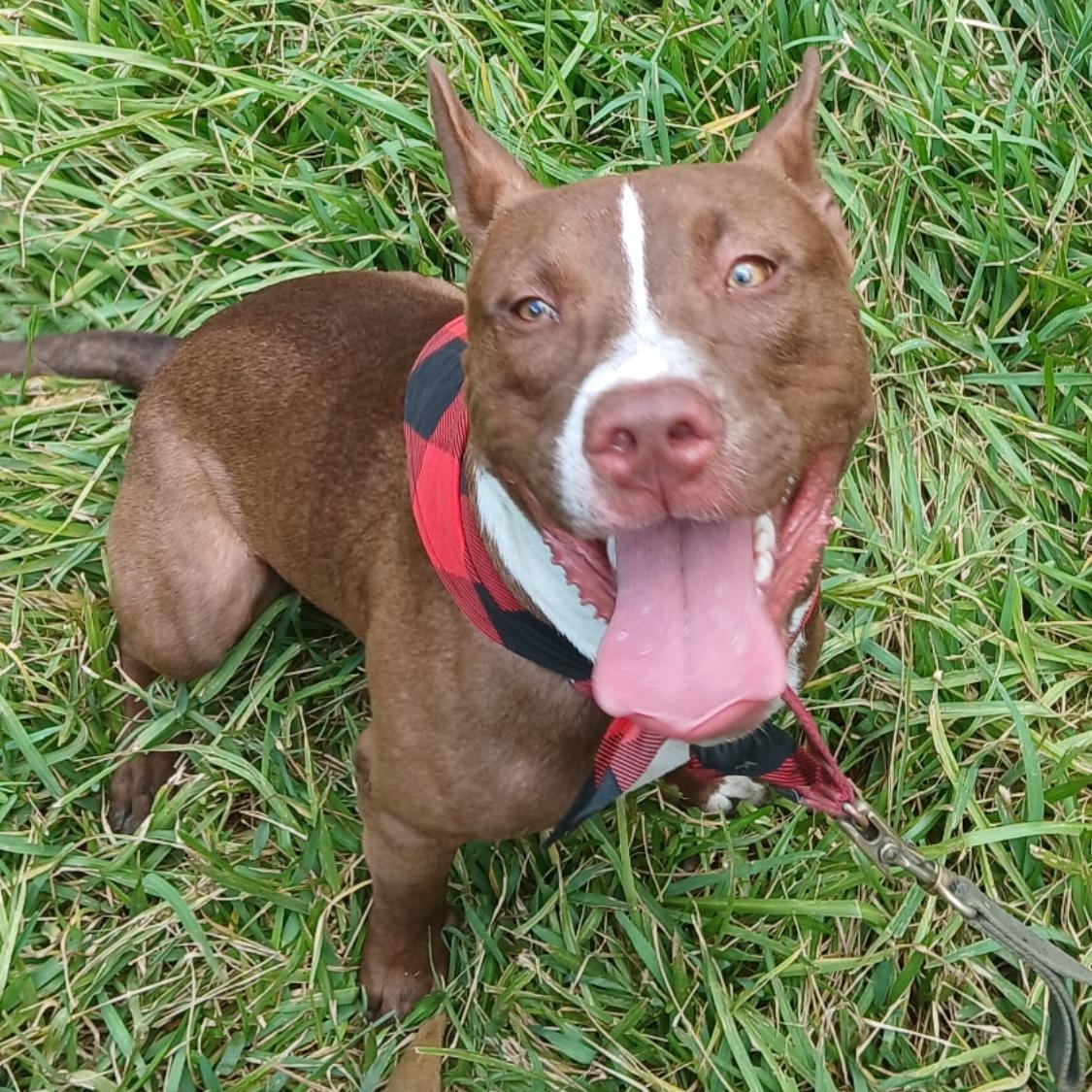 Dog for adoption - Lopie, a Mixed Breed in Portland, ME | Petfinder