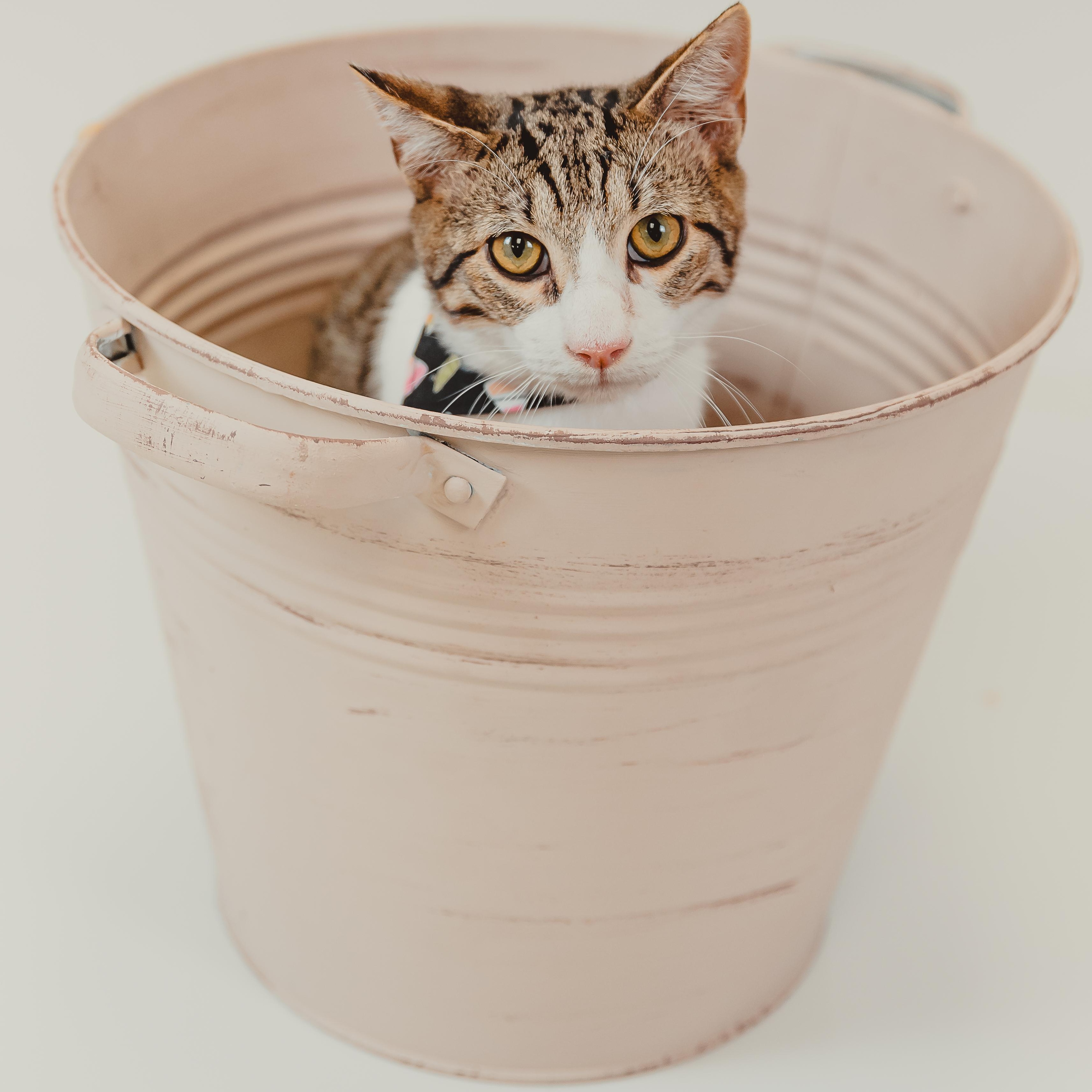 Cat for adoption - Toby, a Domestic Short Hair in Eau Claire, WI ...