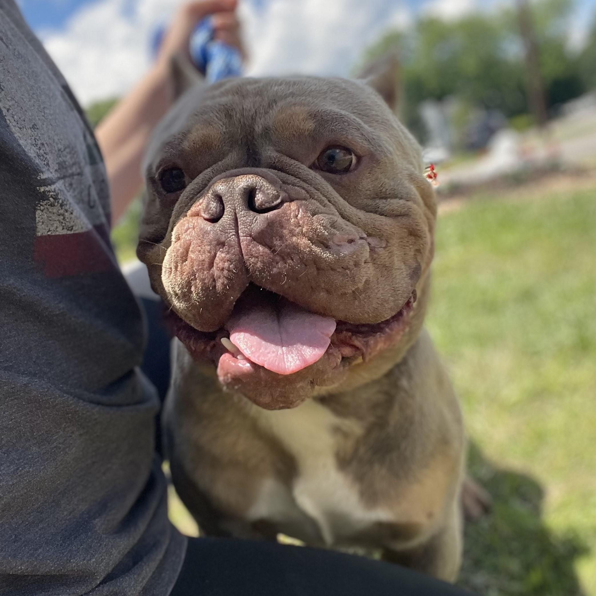 Dog for adoption - Microwave, an American Bully Mix in Northwood, NH ...