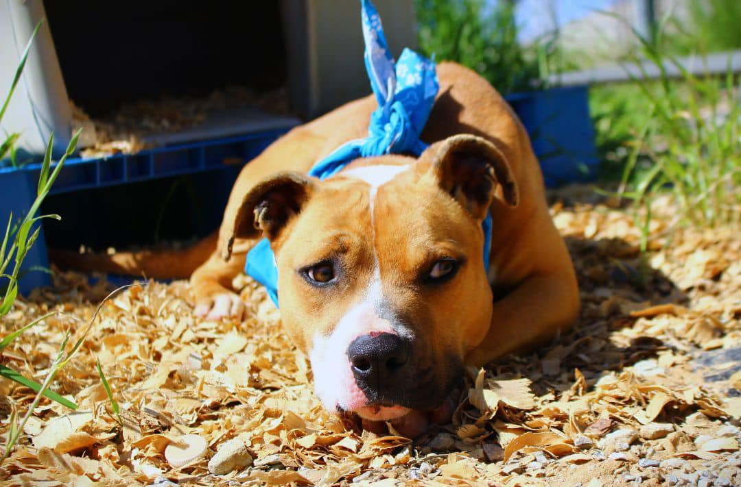 Dog for adoption - Angus, a Pit Bull Terrier in Knoxville, TN | Petfinder