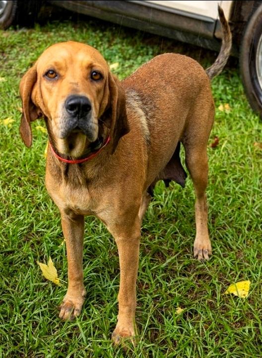 Dog for adoption - Brittany, a Redbone Coonhound Mix in New Britain ...