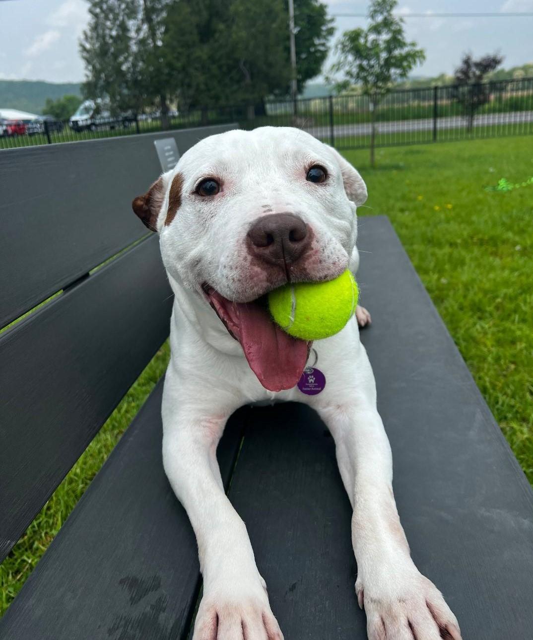 Dog for adoption - Tank, a Mixed Breed in Cooperstown, NY | Petfinder