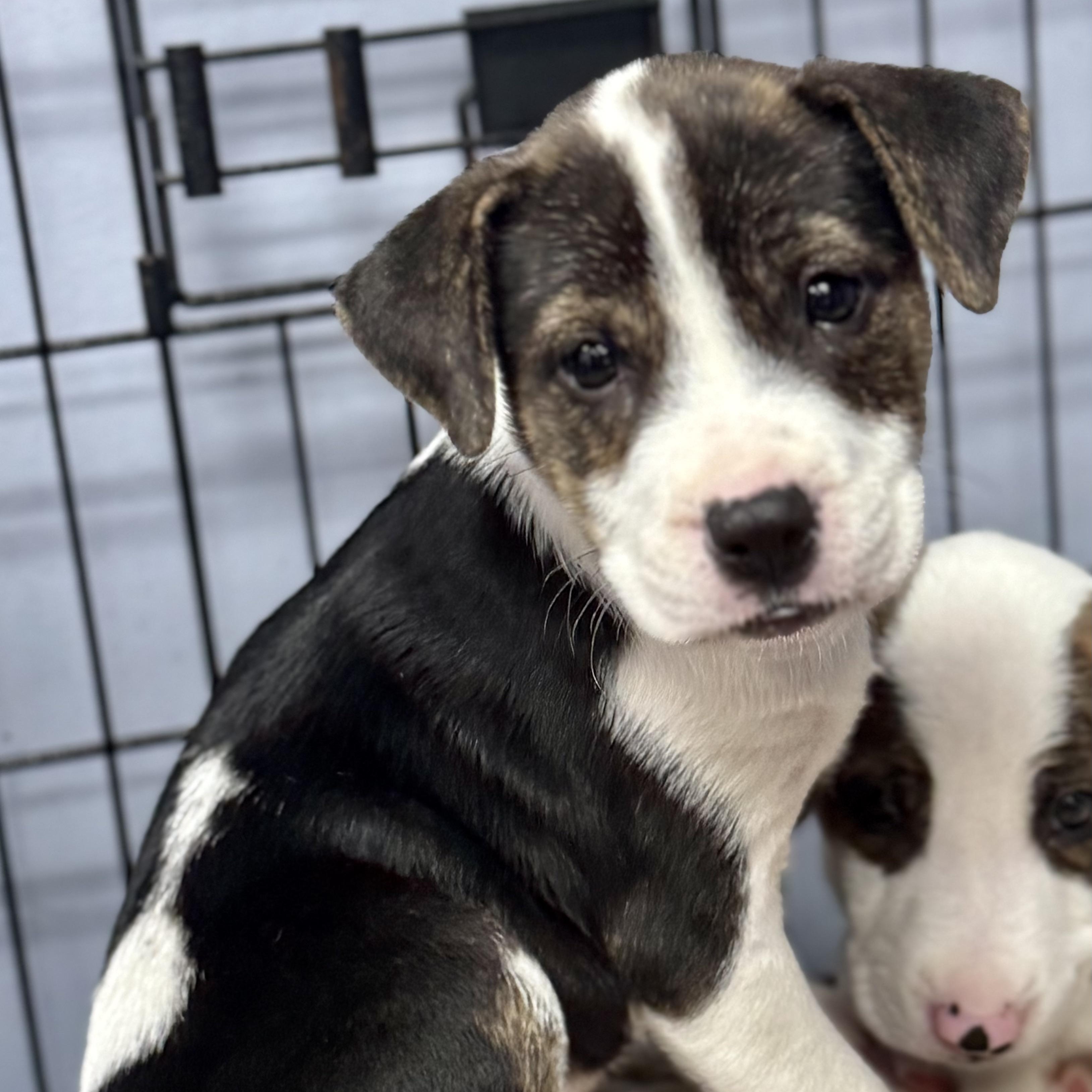 Dog for adoption - Toffee, a Labrador Retriever Mix in Lake Hopatcong ...