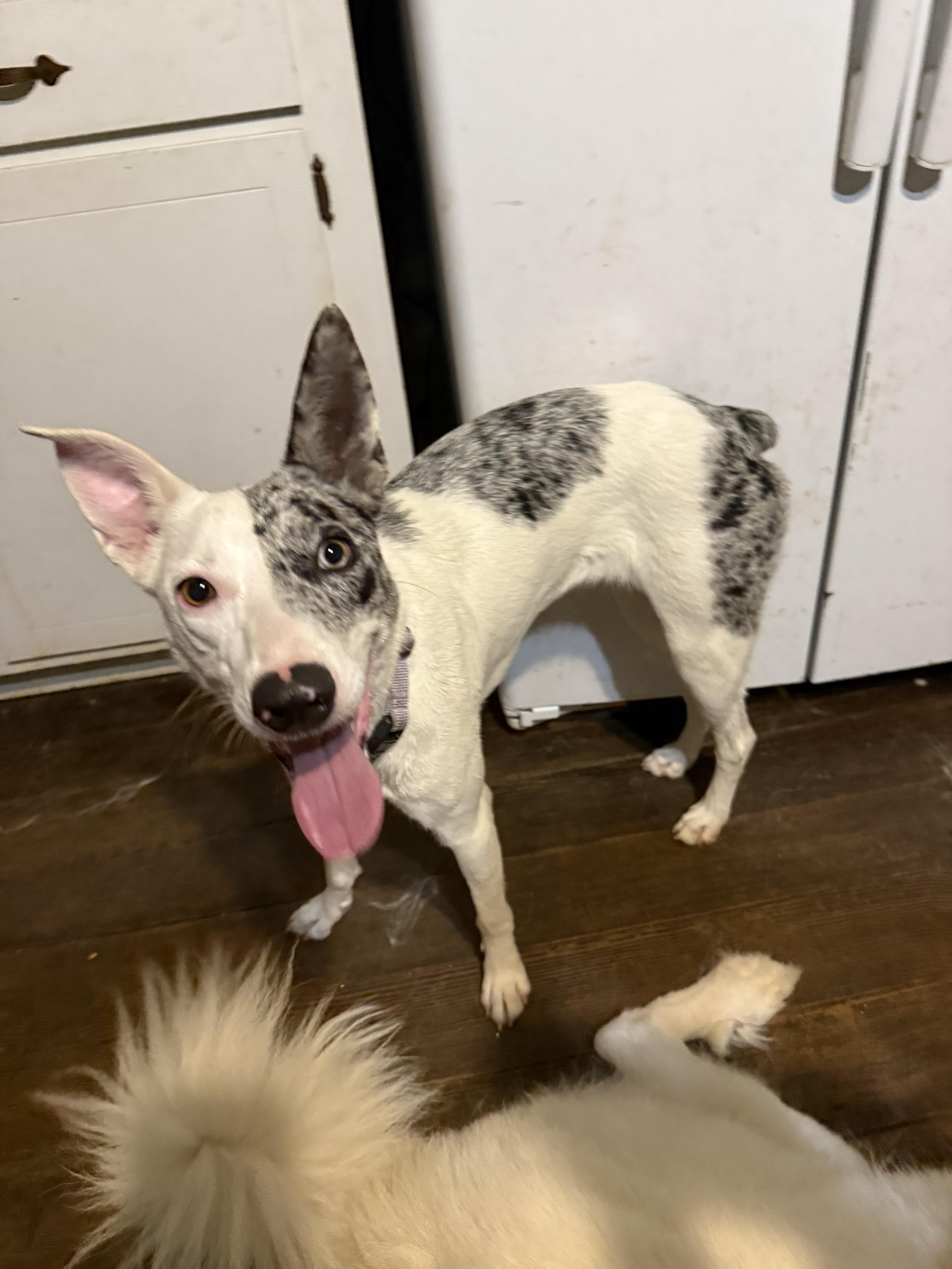Dog for adoption - Alita, a Whippet & Australian Cattle Dog / Blue ...