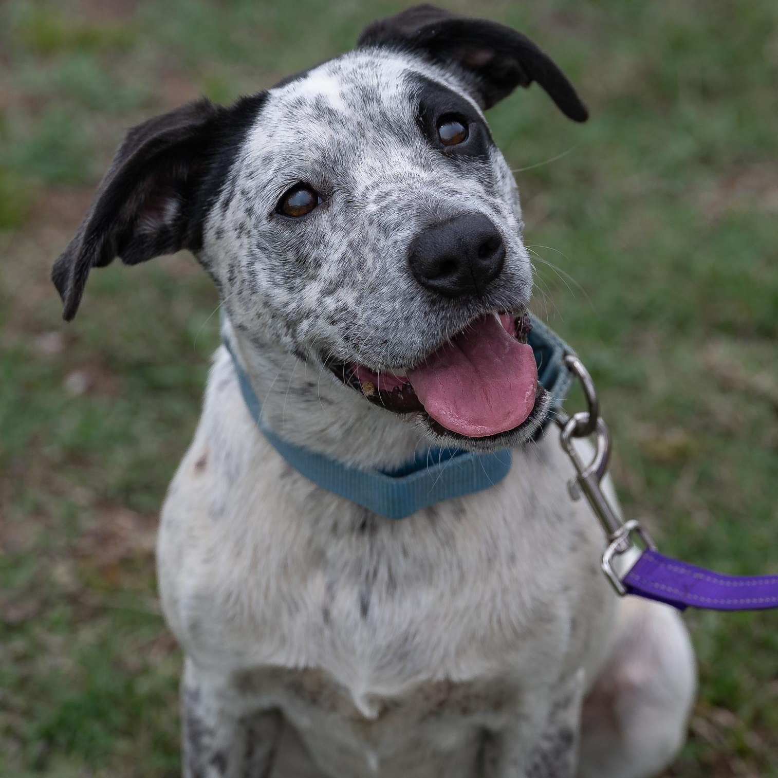 Dog for adoption - Dottie, an Australian Cattle Dog / Blue Heeler ...