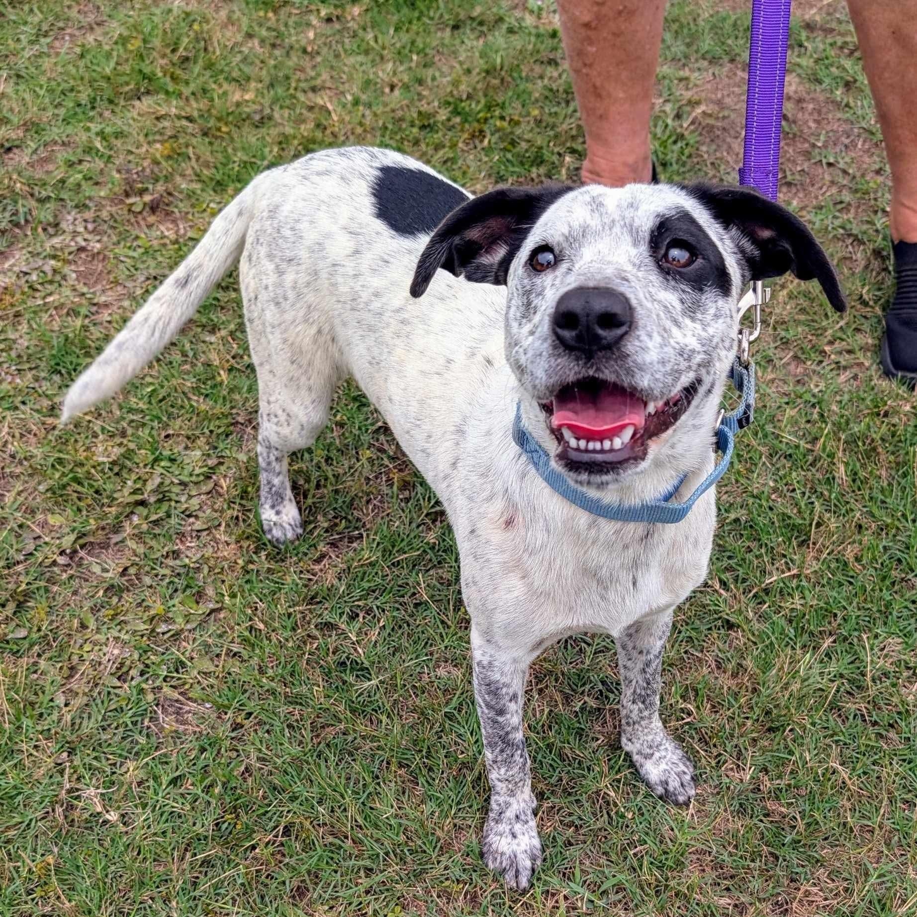 Dog for adoption - Dottie, an Australian Cattle Dog / Blue Heeler ...
