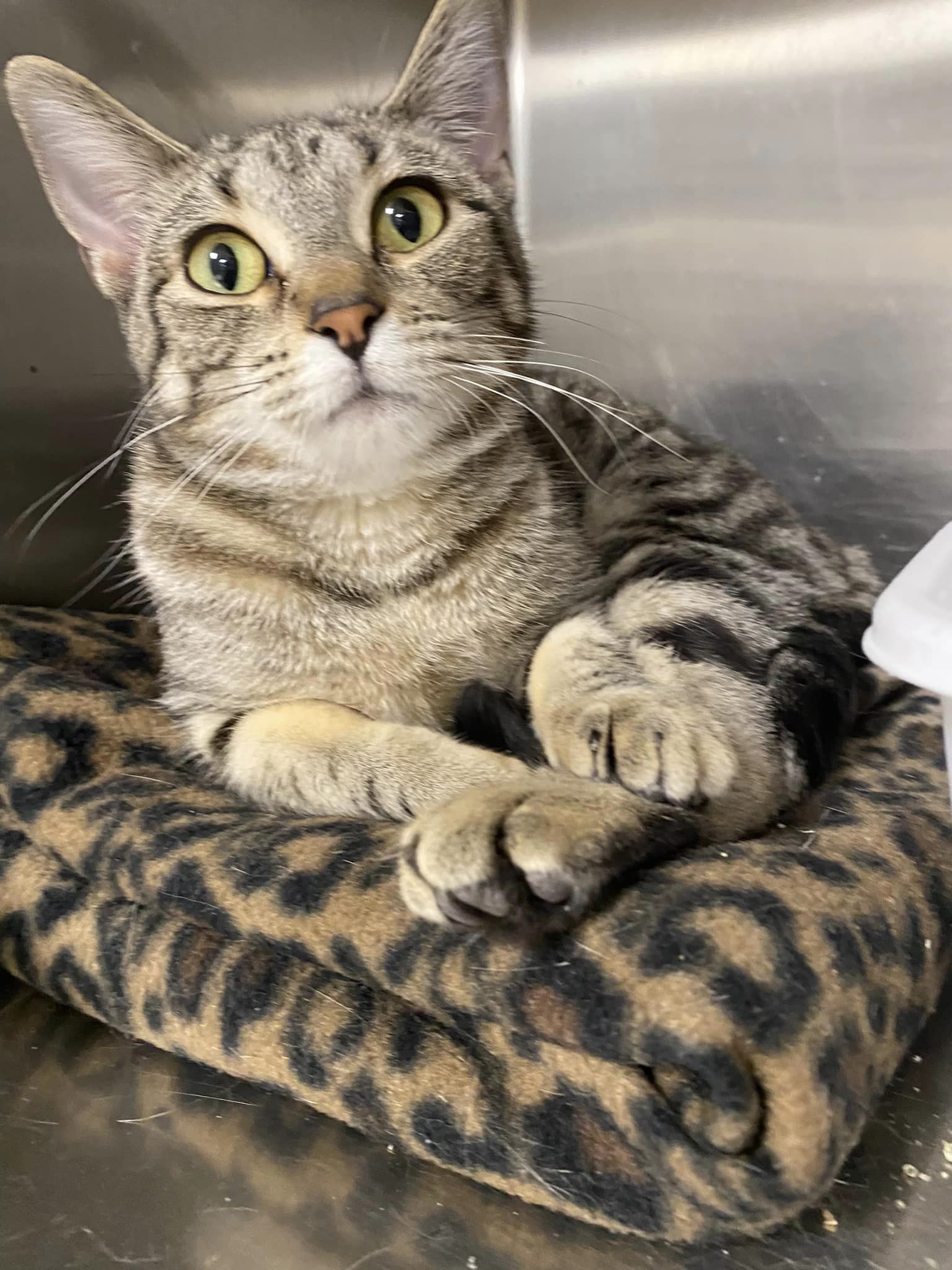 Cat for adoption - Earth, a Domestic Short Hair in Davenport, IA ...