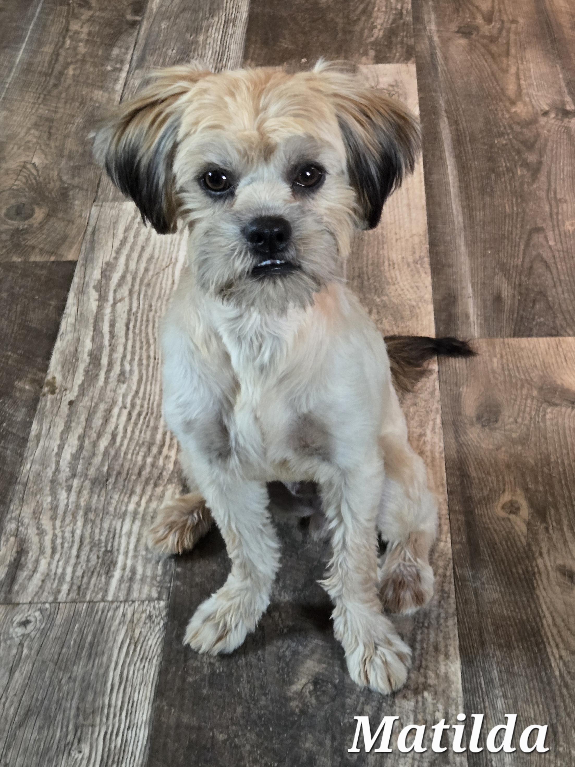 Matilda - Adoptable Pet | Petfinder | Petfinder