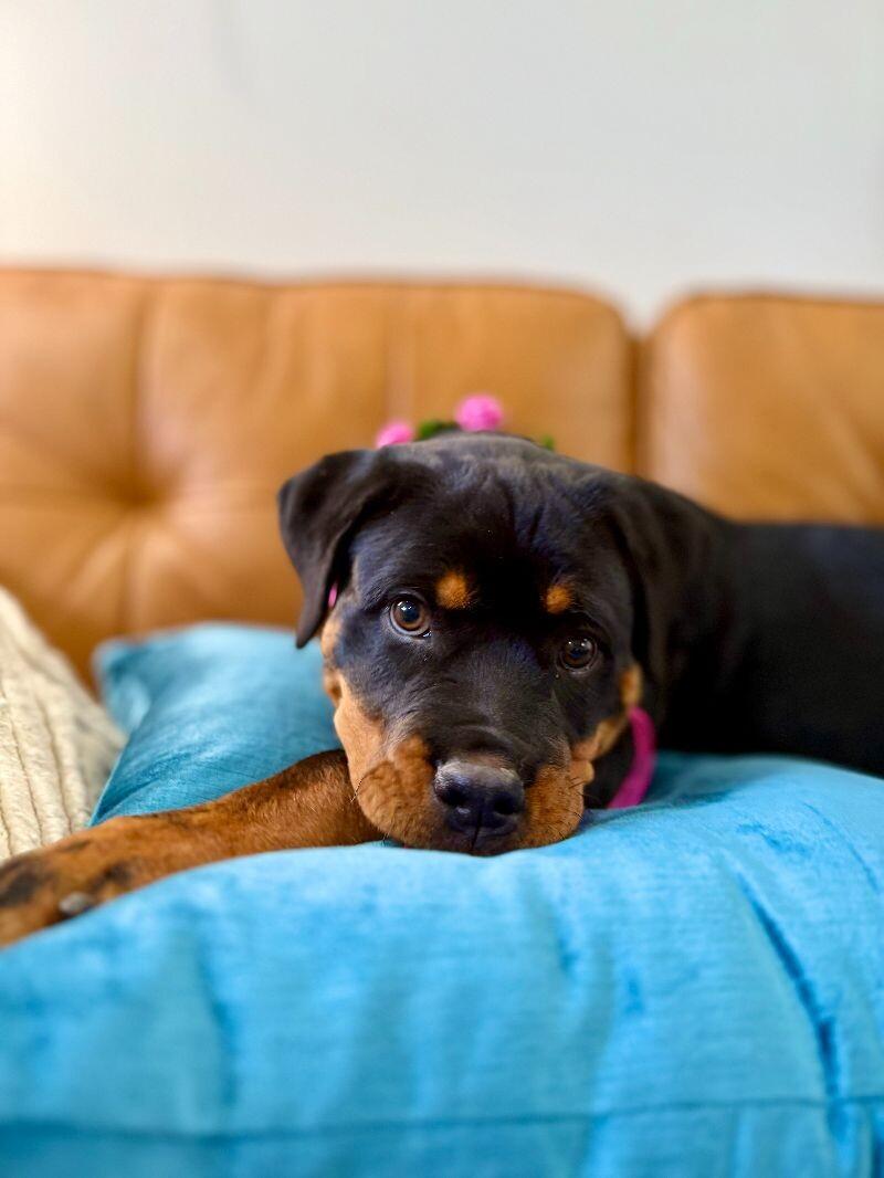 Dog for adoption - Margo, a Rottweiler & Saint Bernard Mix in ...