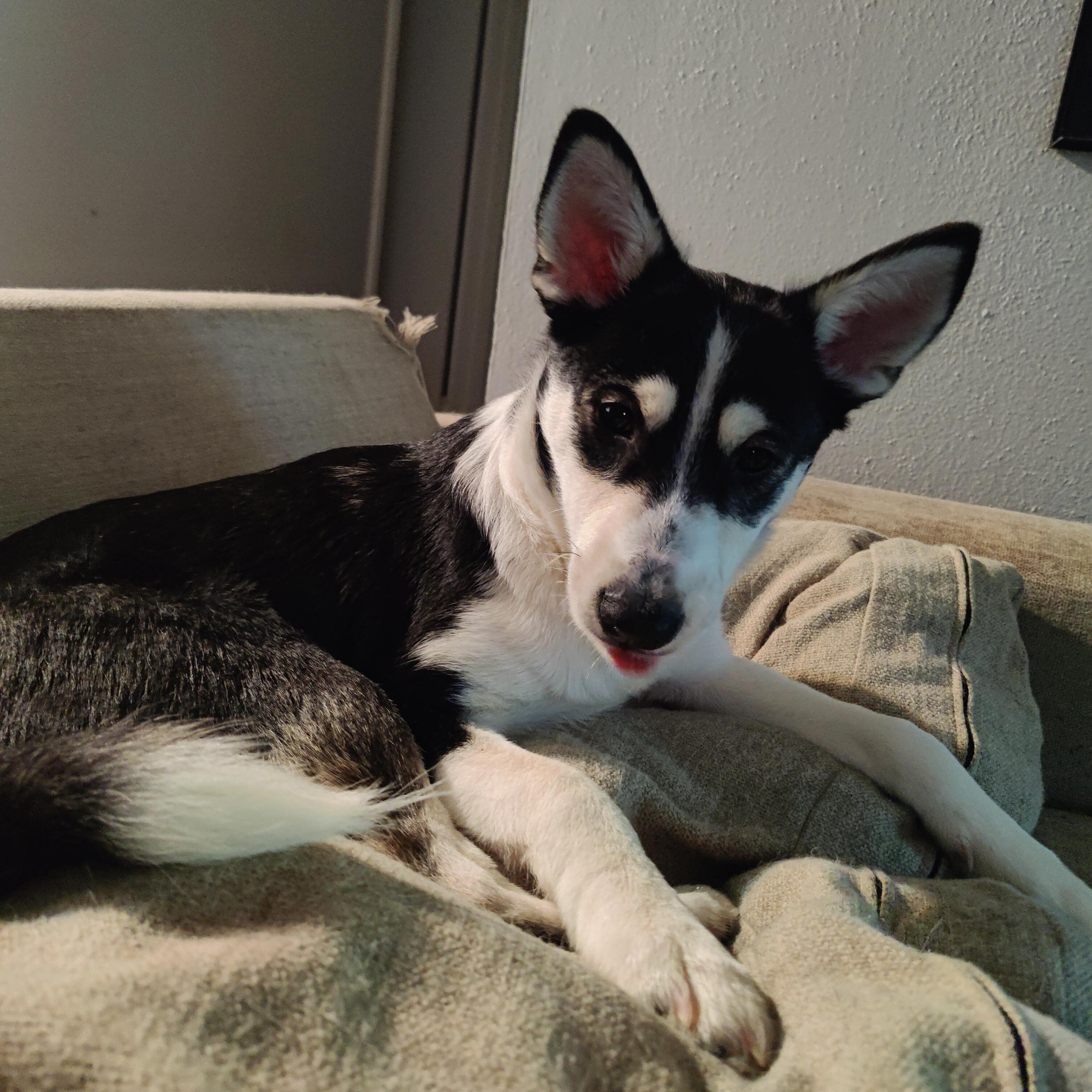 Dog for adoption - Bandit, a Husky & Australian Cattle Dog / Blue ...