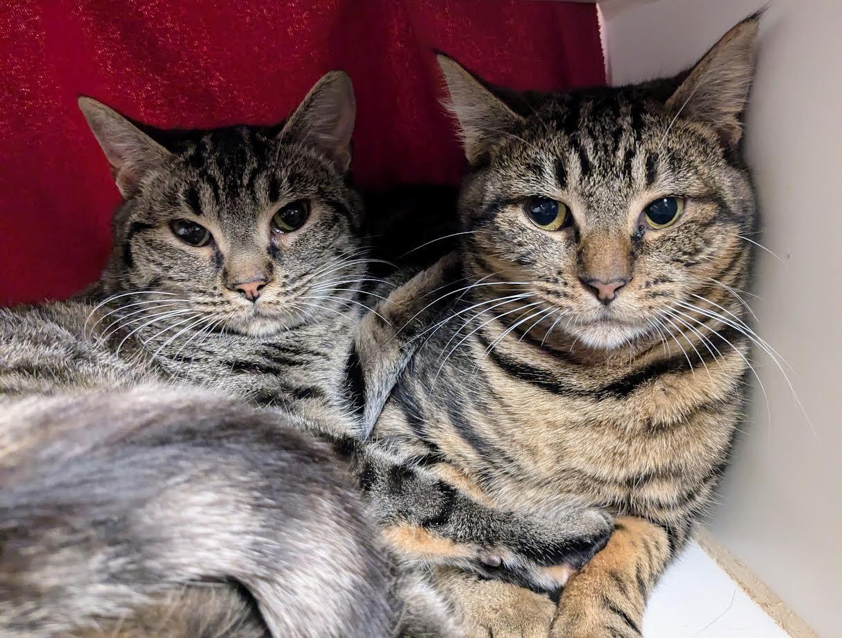 Wenlo and Winnie - Adoptable Pet | Petfinder | Petfinder