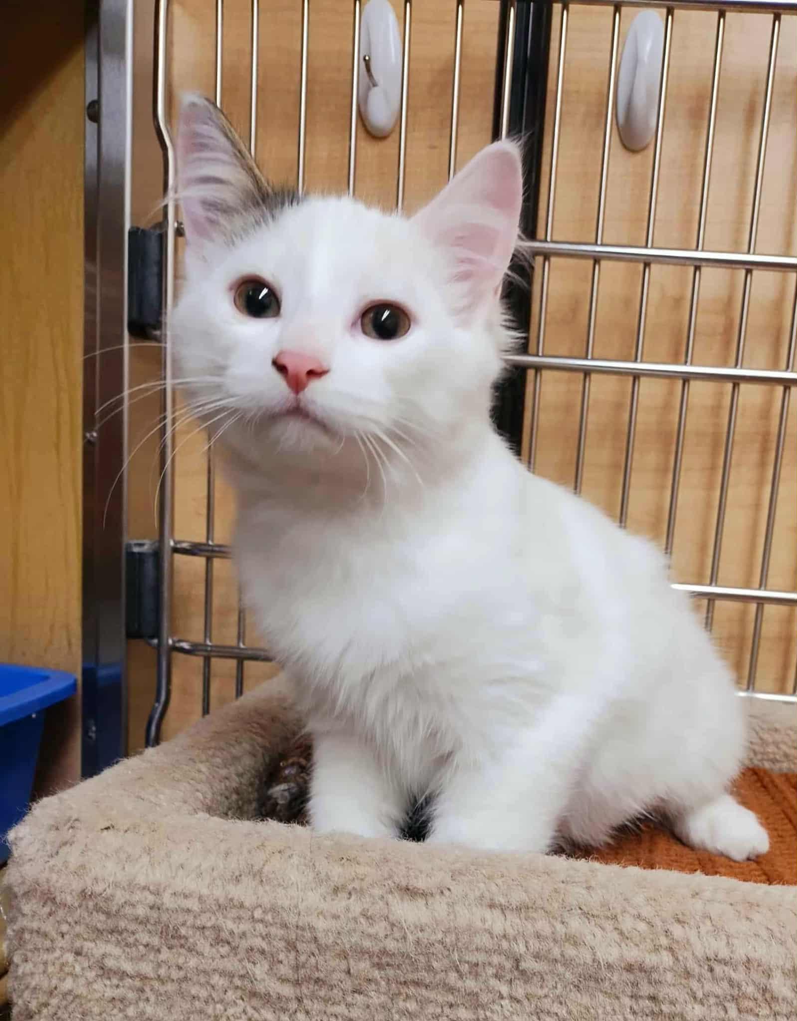 Cat for adoption - Jordan, a Domestic Short Hair in Keswick, ON | Petfinder