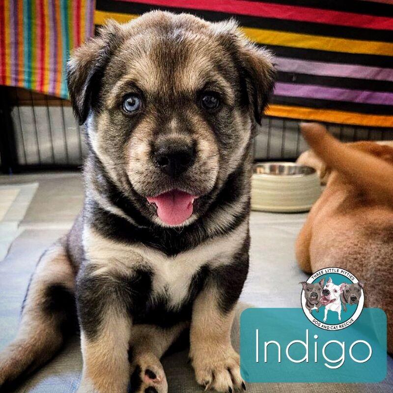 Dog for adoption - Indigo Flower Power, a Husky & Labrador Retriever ...