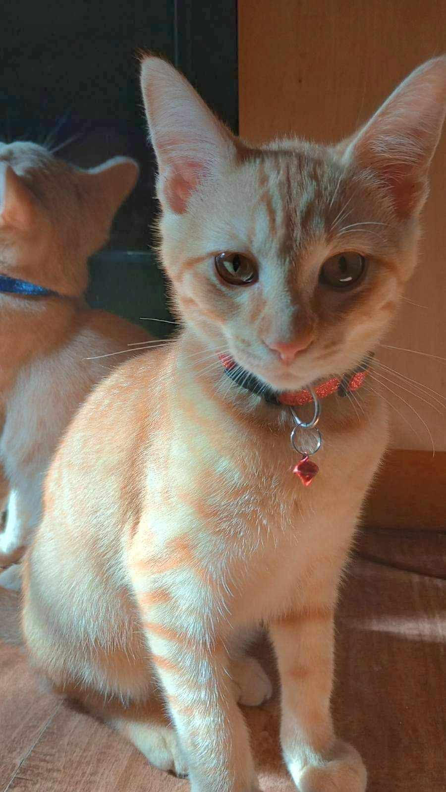 Cat for adoption - DECLAN, a Domestic Short Hair in Bristow, OK | Petfinder