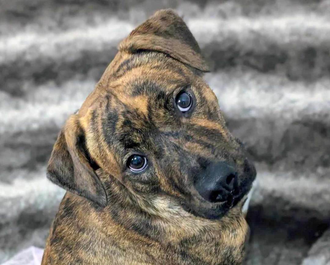 Dog for adoption - Tilly, a Mountain Cur in Anniston, AL | Petfinder