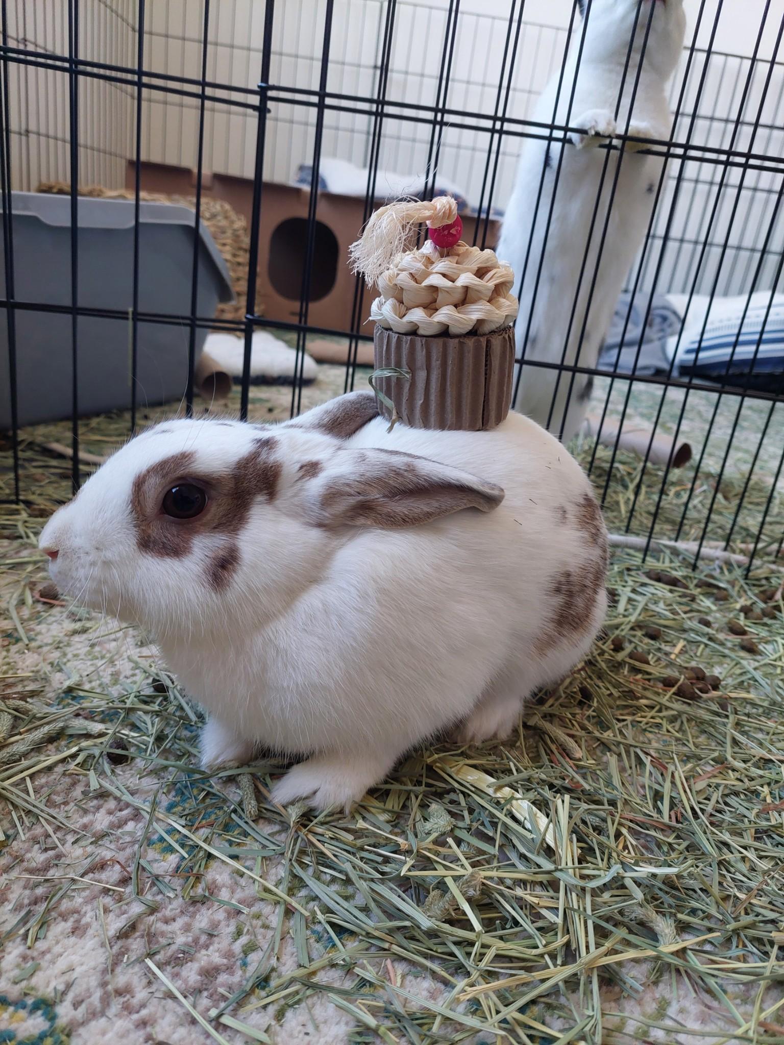 Rabbit for adoption - Fred*, an English Spot Mix in Derwood, MD | Petfinder