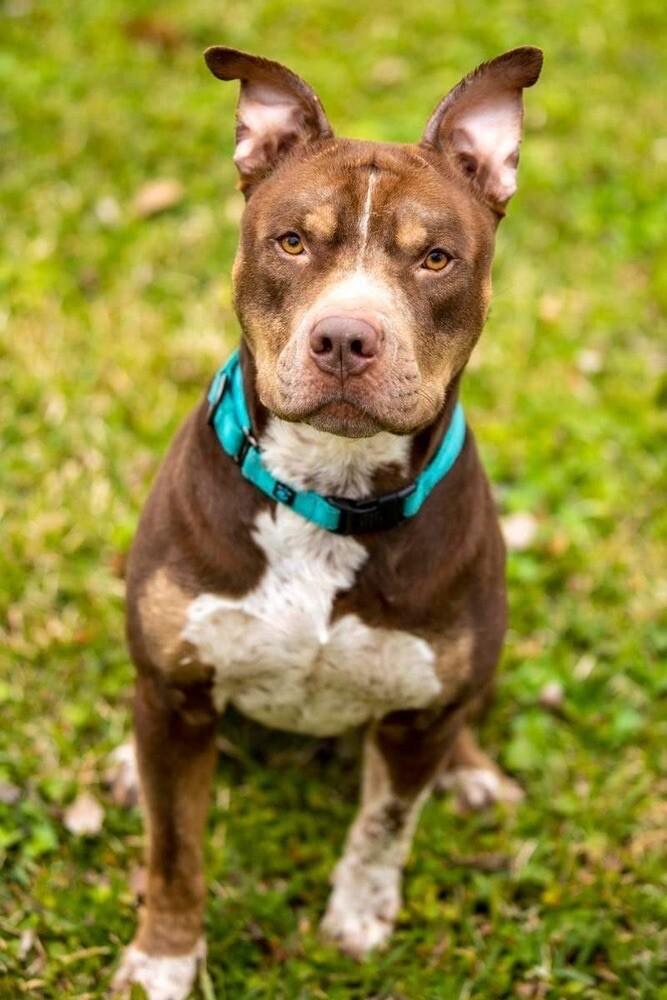Dog for adoption - Beau Beary the happiest handsome boy, a Pit Bull ...