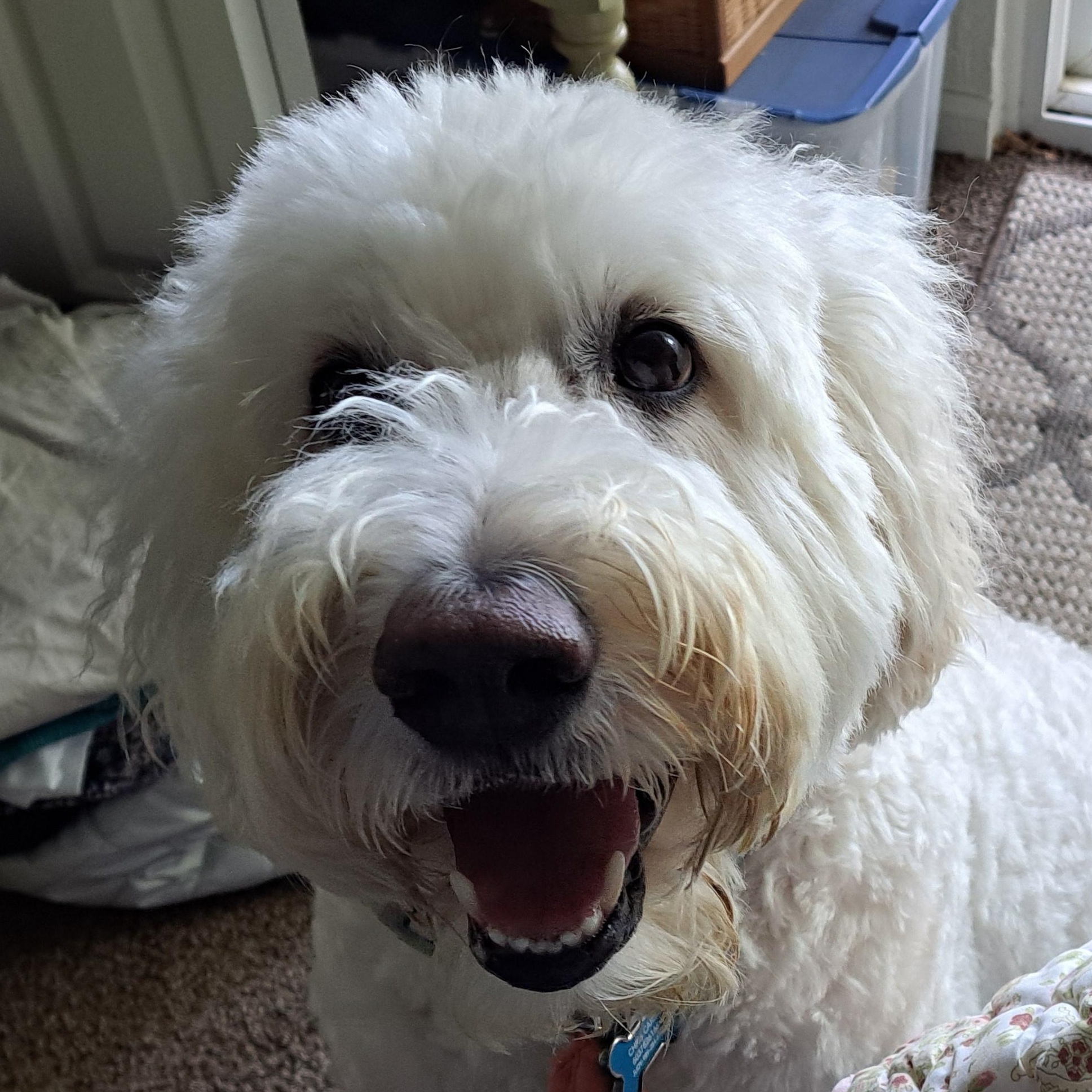 Dog for adoption - Roman, a Goldendoodle in Midland, MI | Petfinder