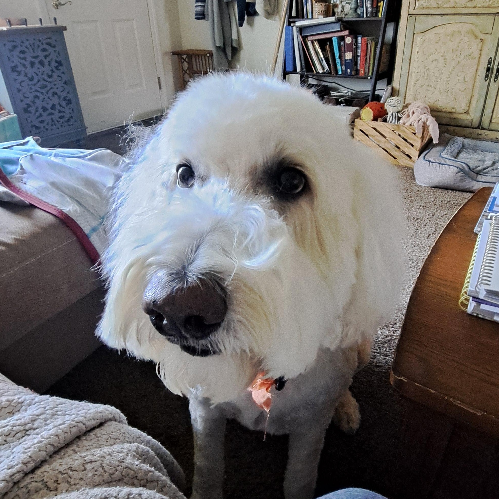 Dog for adoption - Roman, a Goldendoodle in Midland, MI | Petfinder