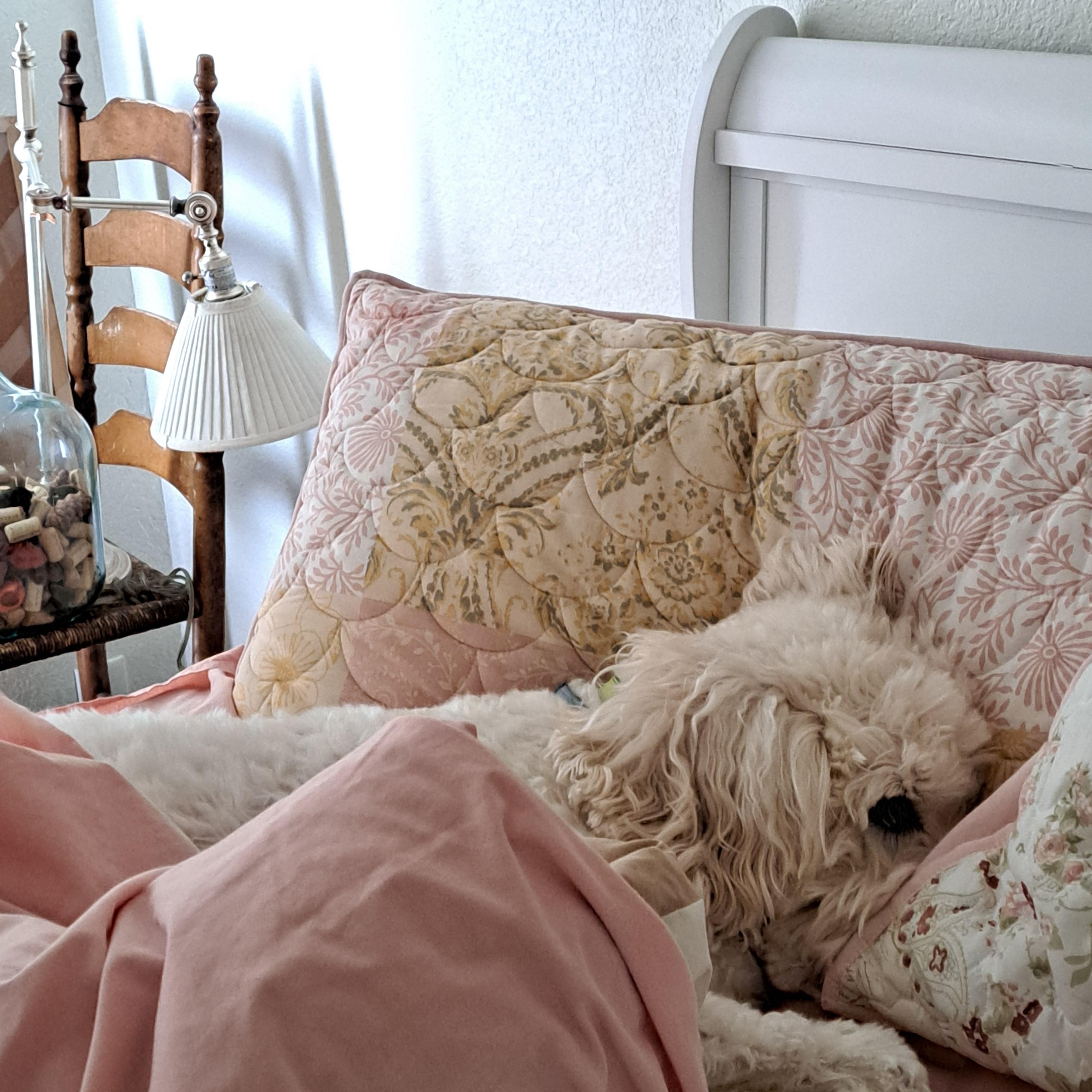 Dog for adoption - Roman, a Goldendoodle in Midland, MI | Petfinder