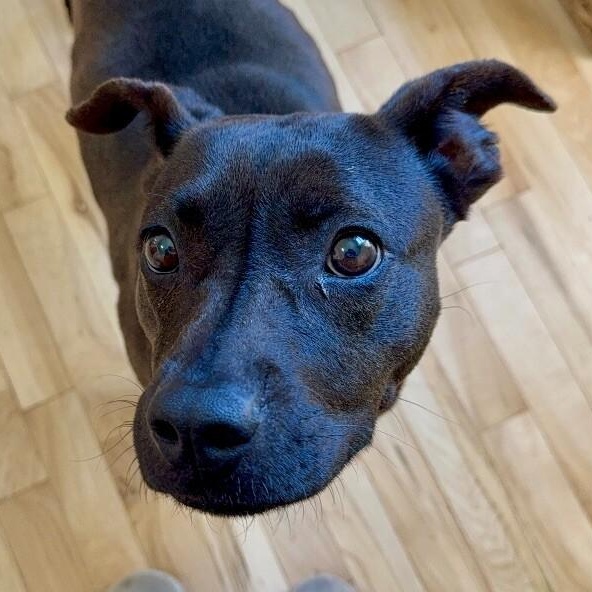 Dog for adoption - Mary Puppins the Perfect Pocket Pittie, a Pit Bull ...