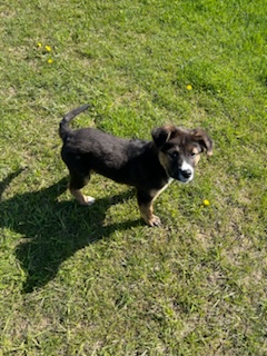 Dog for adoption - Max, a Shepherd Mix in St. Joseph, MI | Petfinder