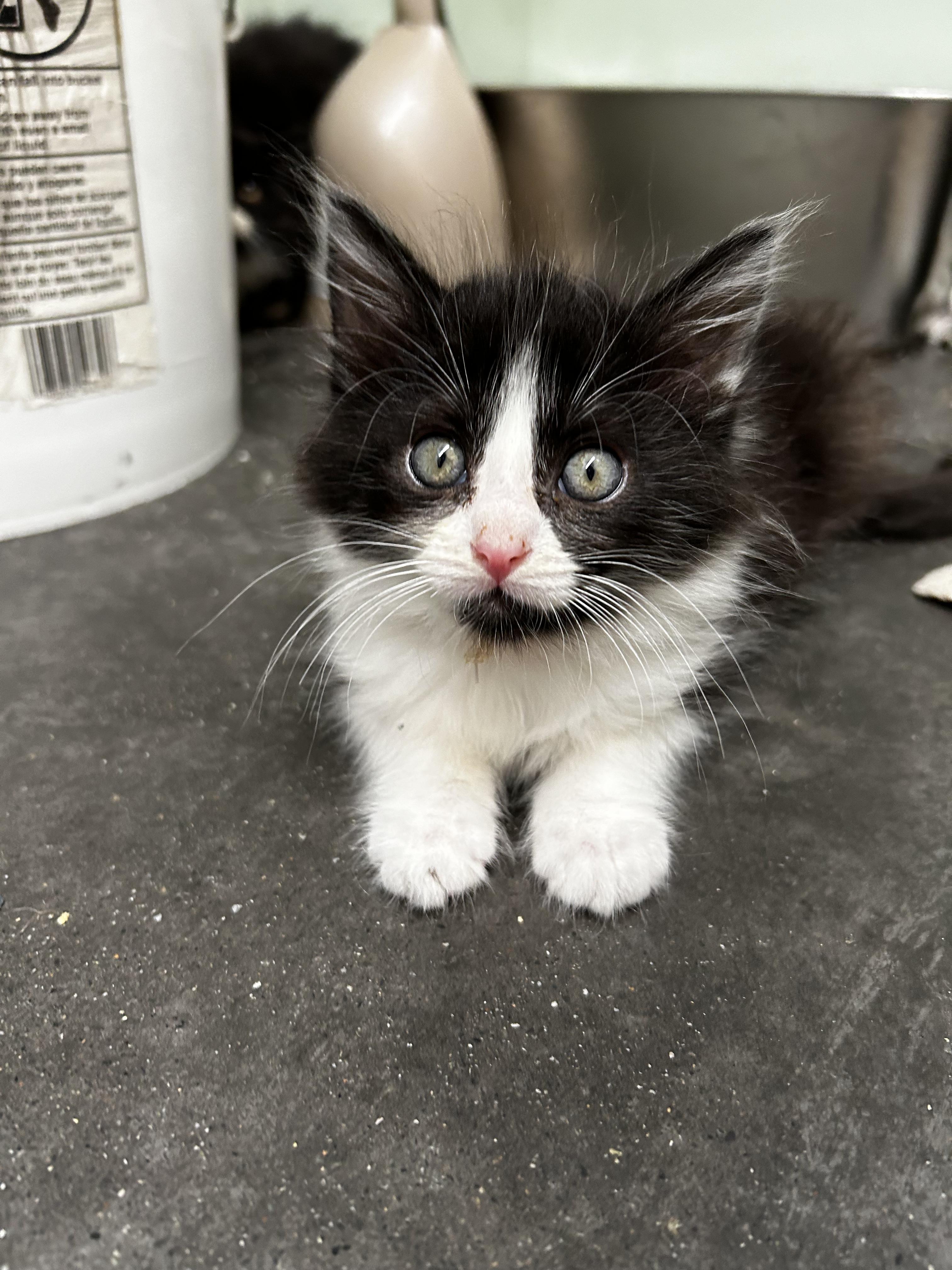 Cat for adoption - April, a Domestic Long Hair Mix in Haines, AK ...