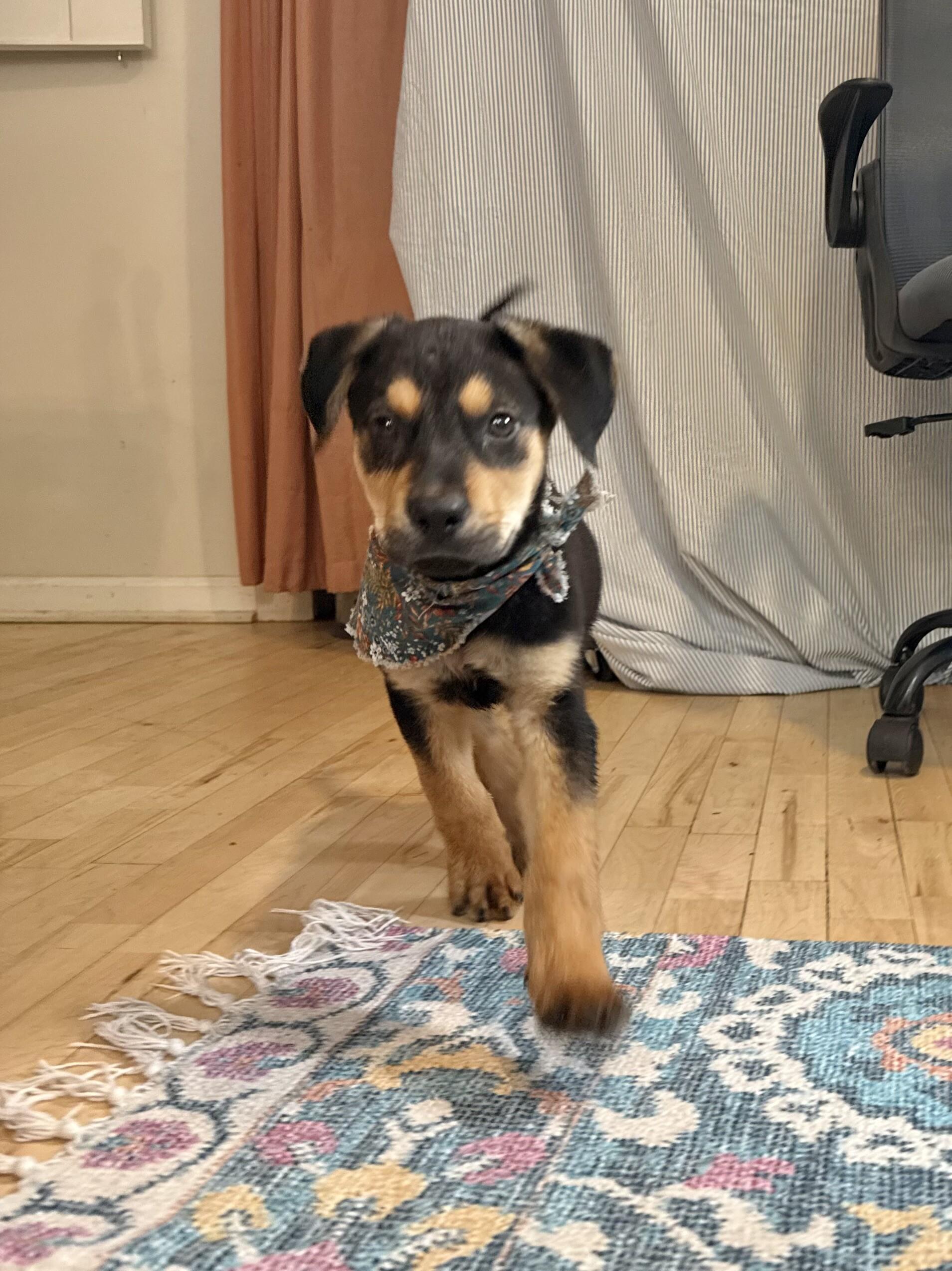 Dog for adoption - Louie Russell, a Rottweiler & Labrador Retriever Mix ...