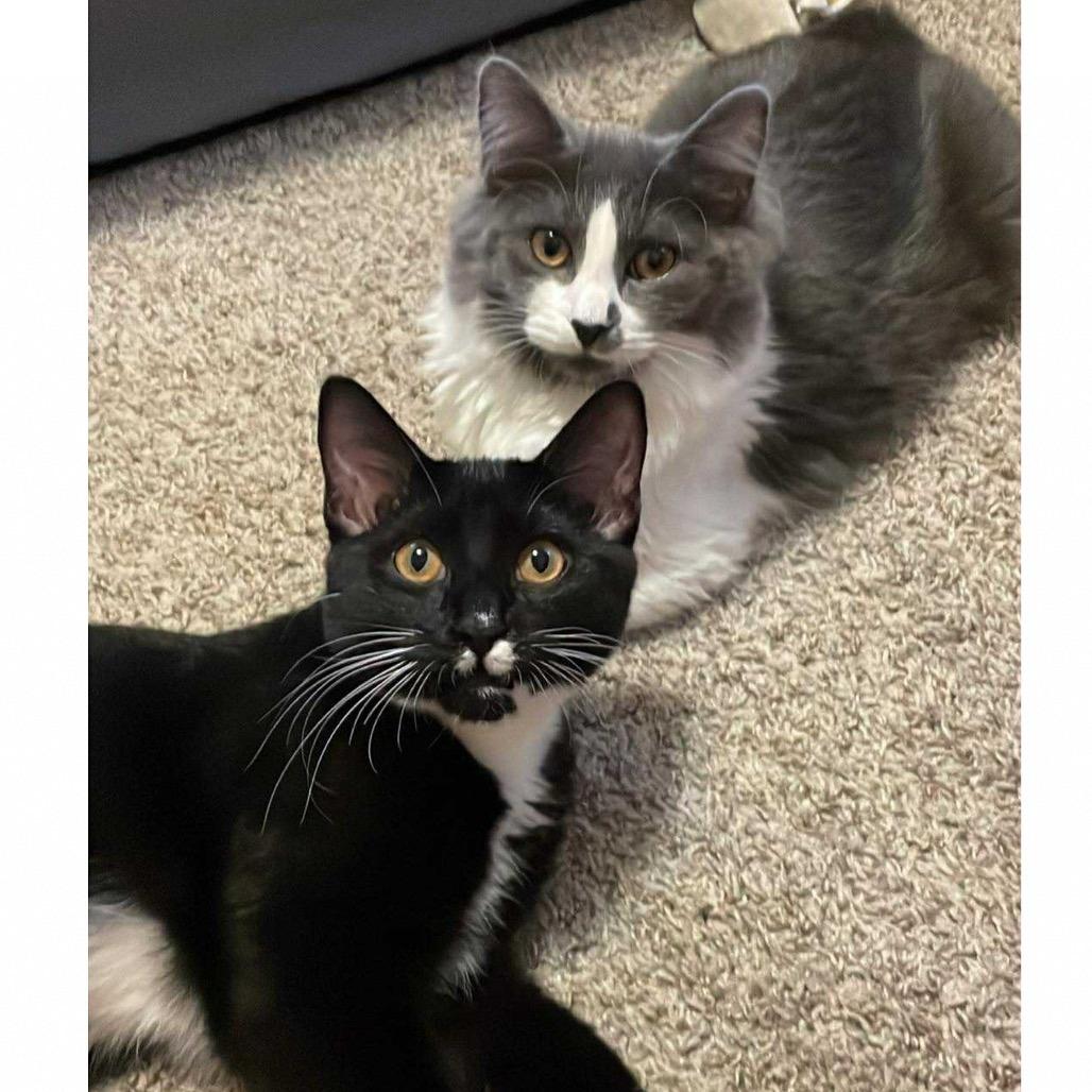 Cat for adoption - Chip & Frank (Manx), a Manx in Stoughton, WI | Petfinder