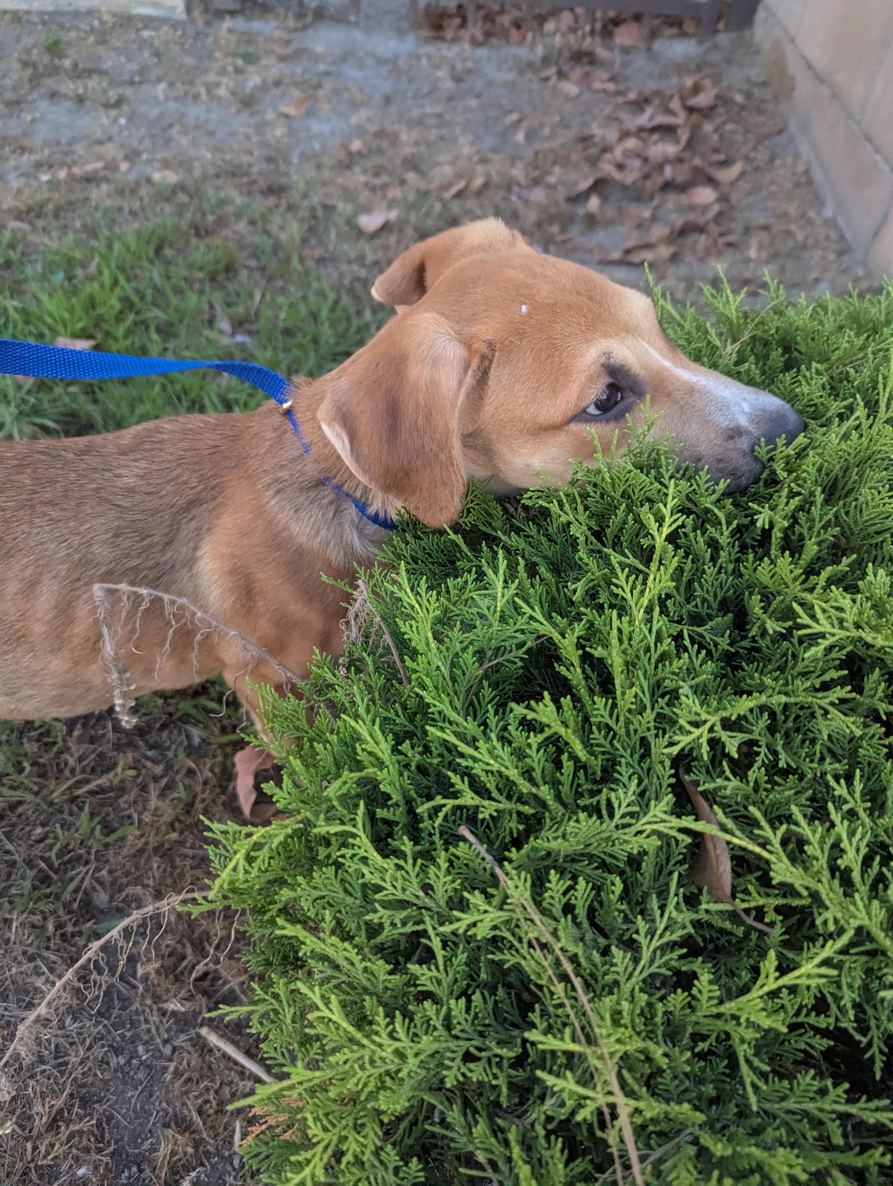 Peso Pluma - Adoptable Pet | Petfinder | Petfinder